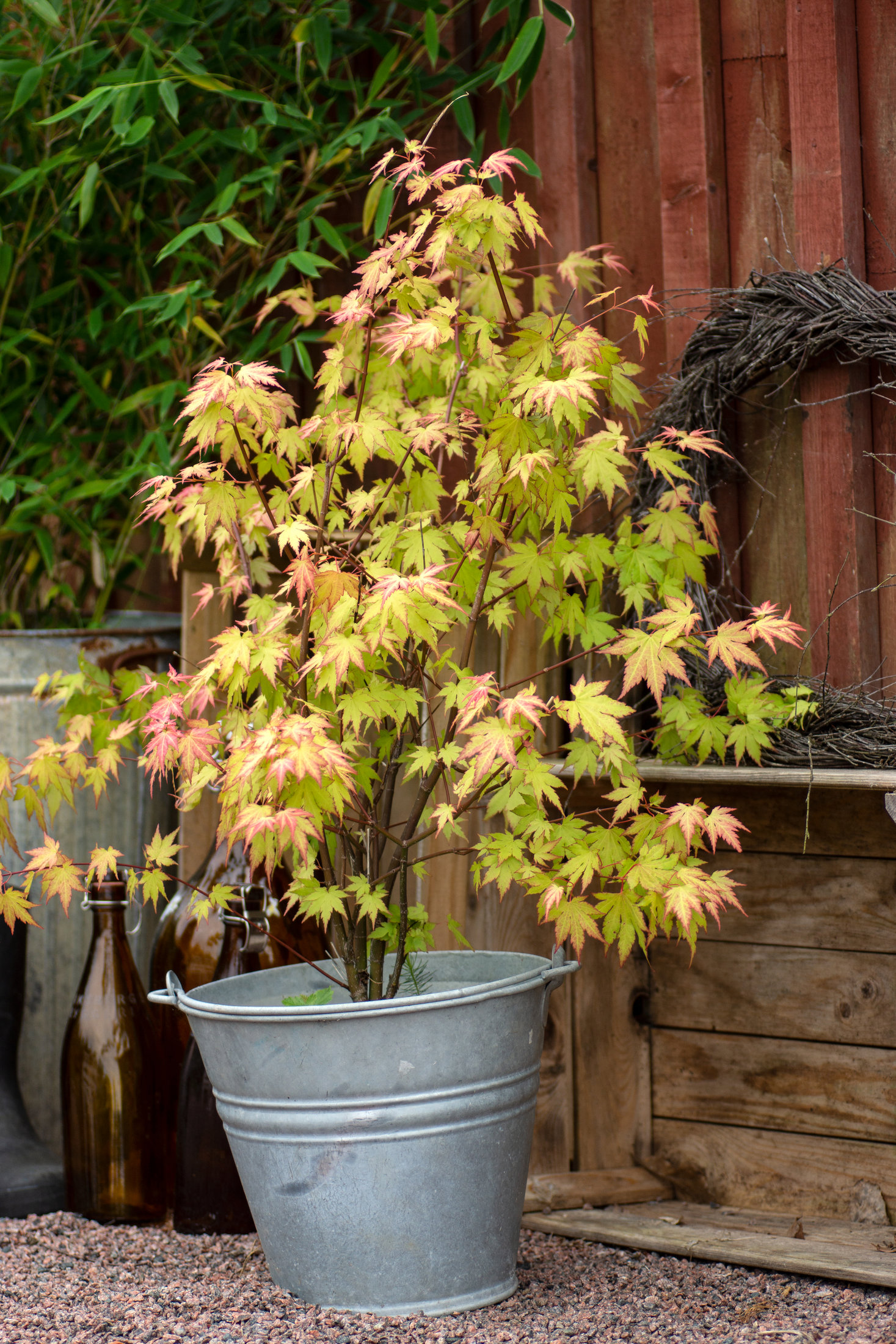 Träd och buskar i kruka