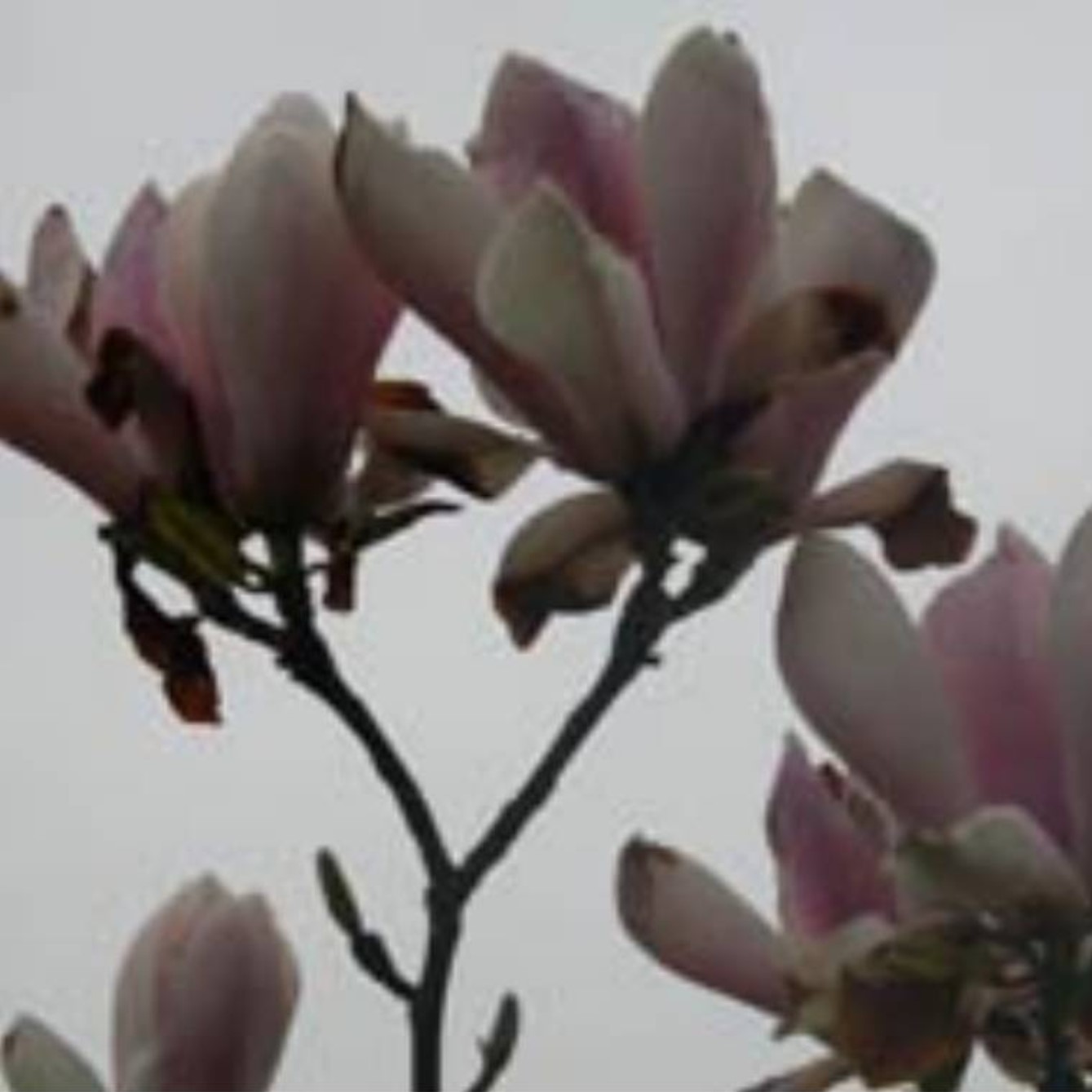 Praktmagnolia 'Rouged Alabaster'