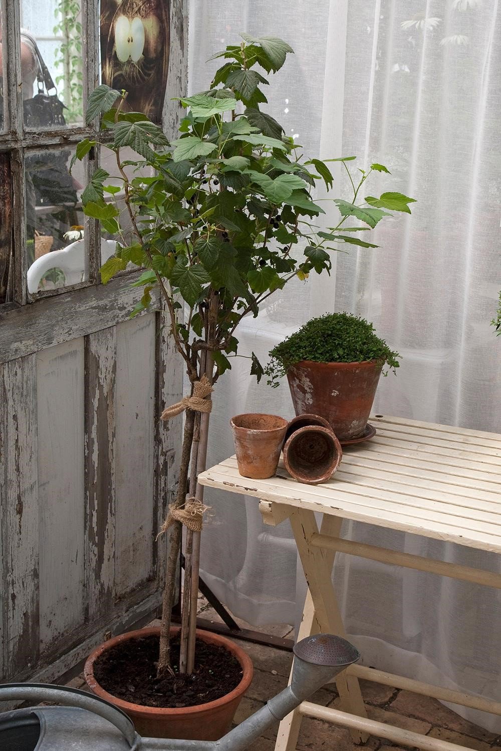 Träd och buskar i kruka