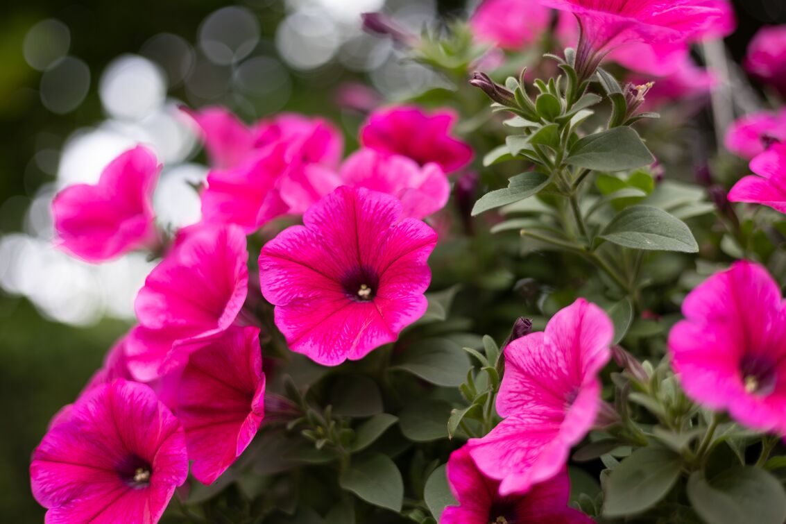 Perenner - återkommande växter i trädgården