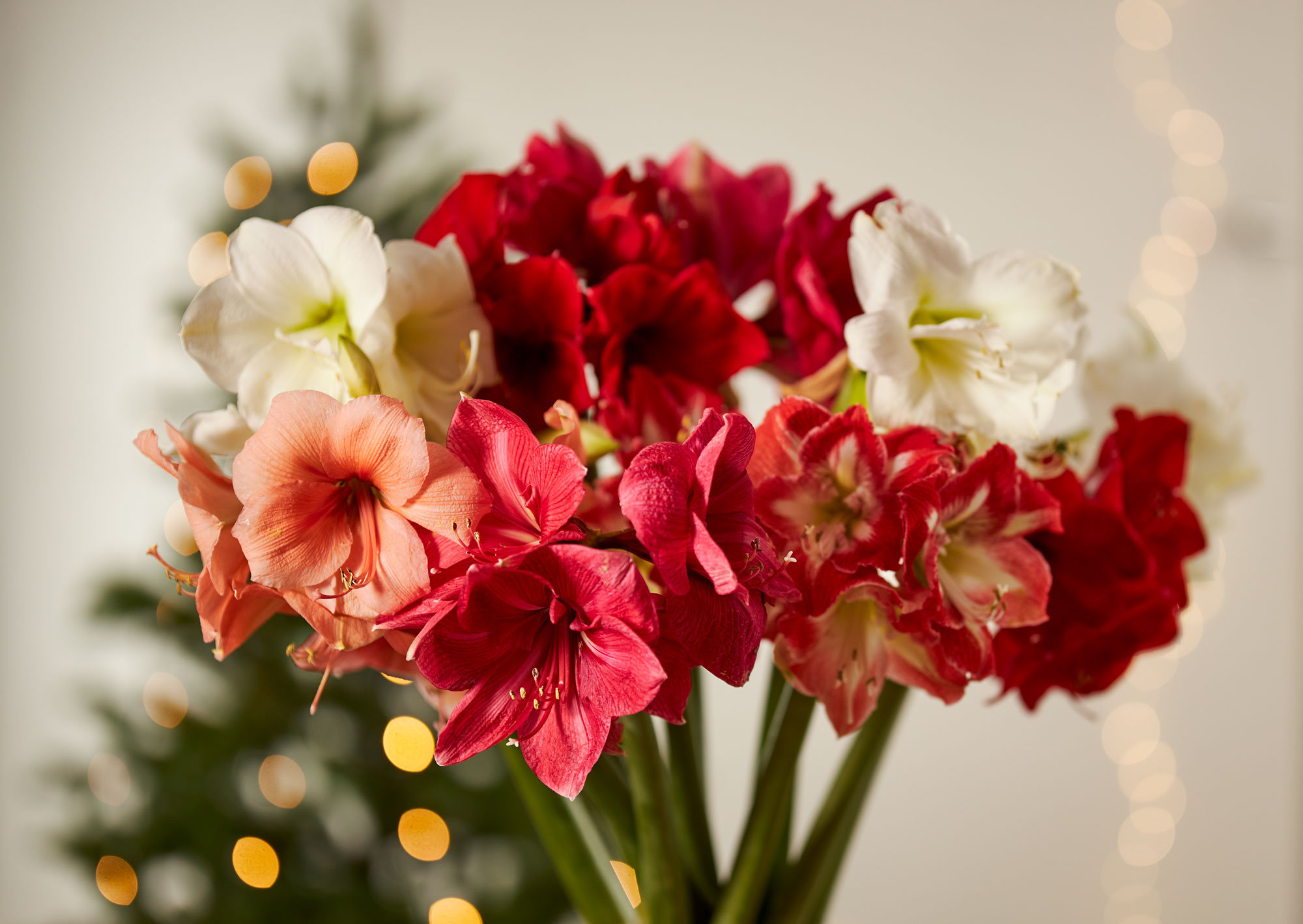 Perenner - återkommande växter i trädgården