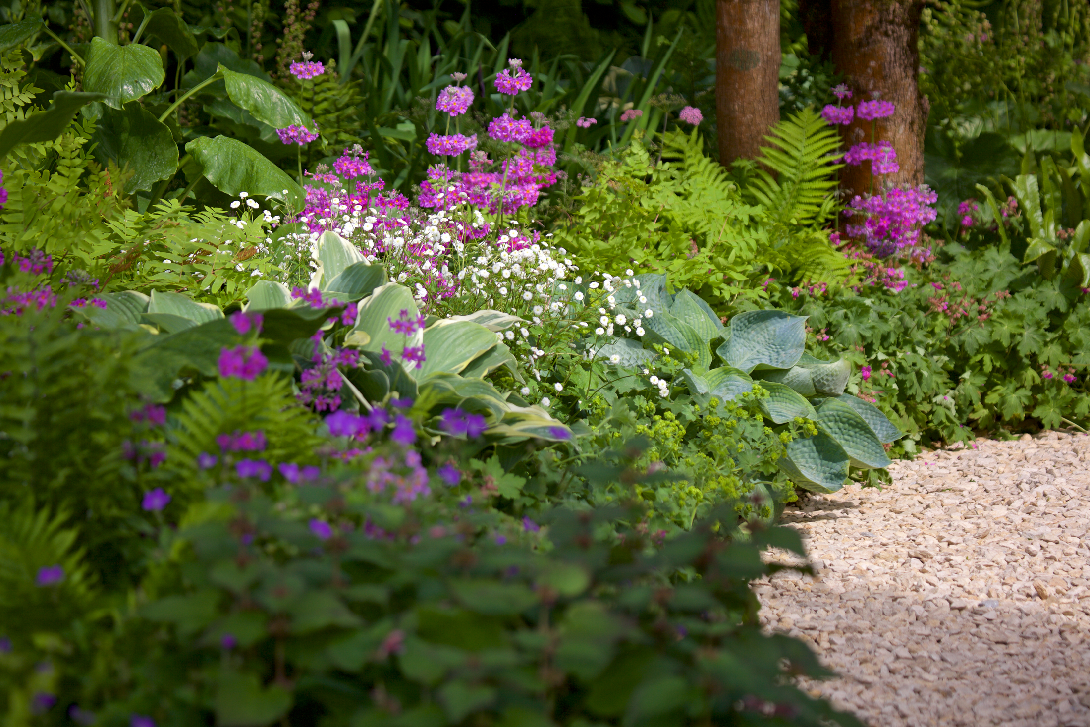 Perenners förmåga att övervintra – gruppindelning