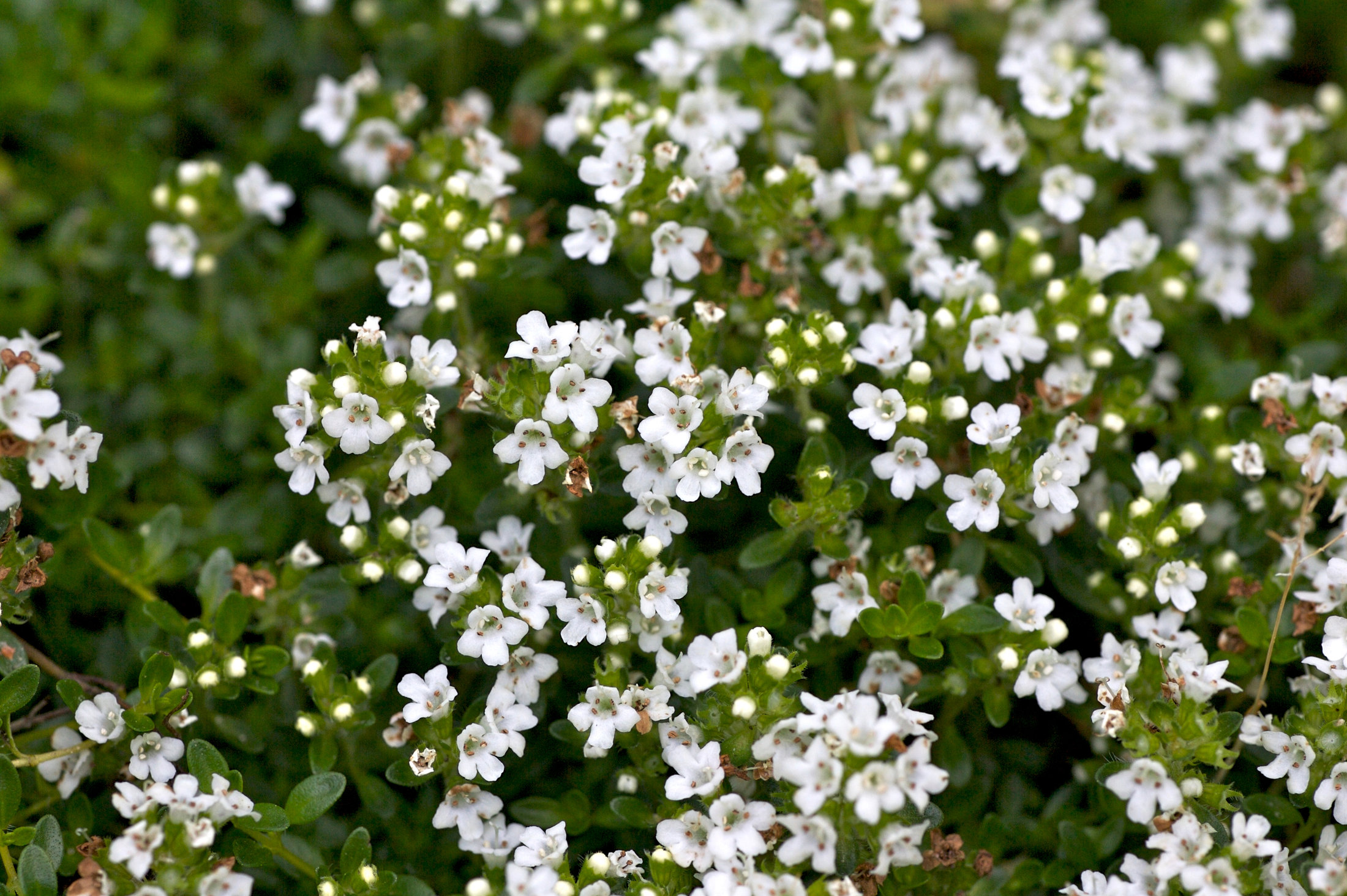 Marktäckare för soligt läge
