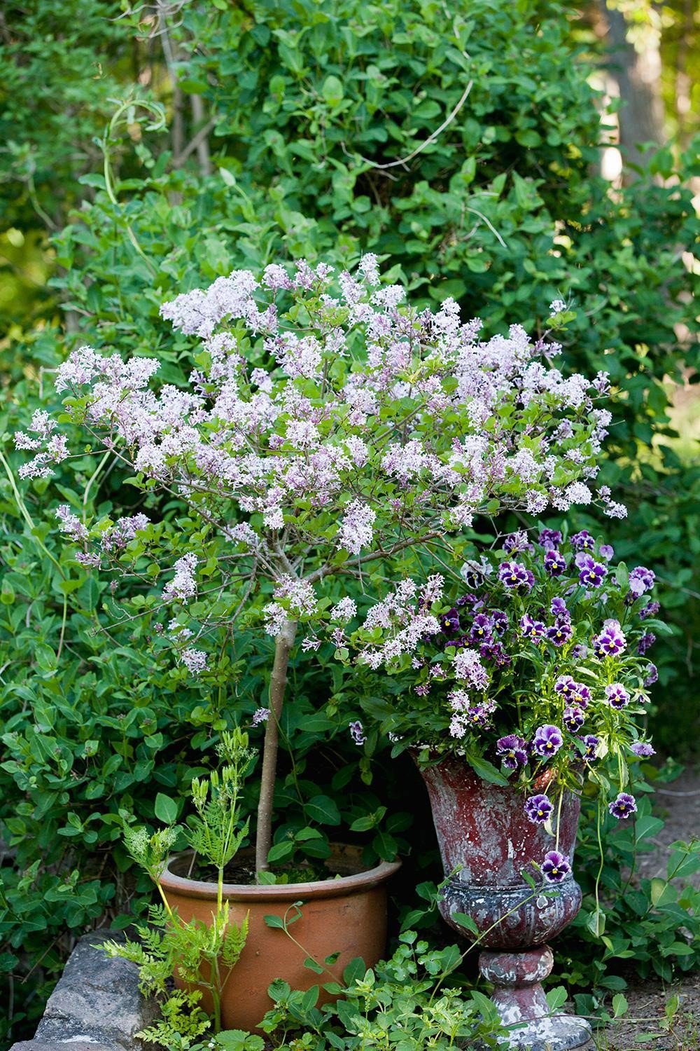 Träd och buskar i kruka