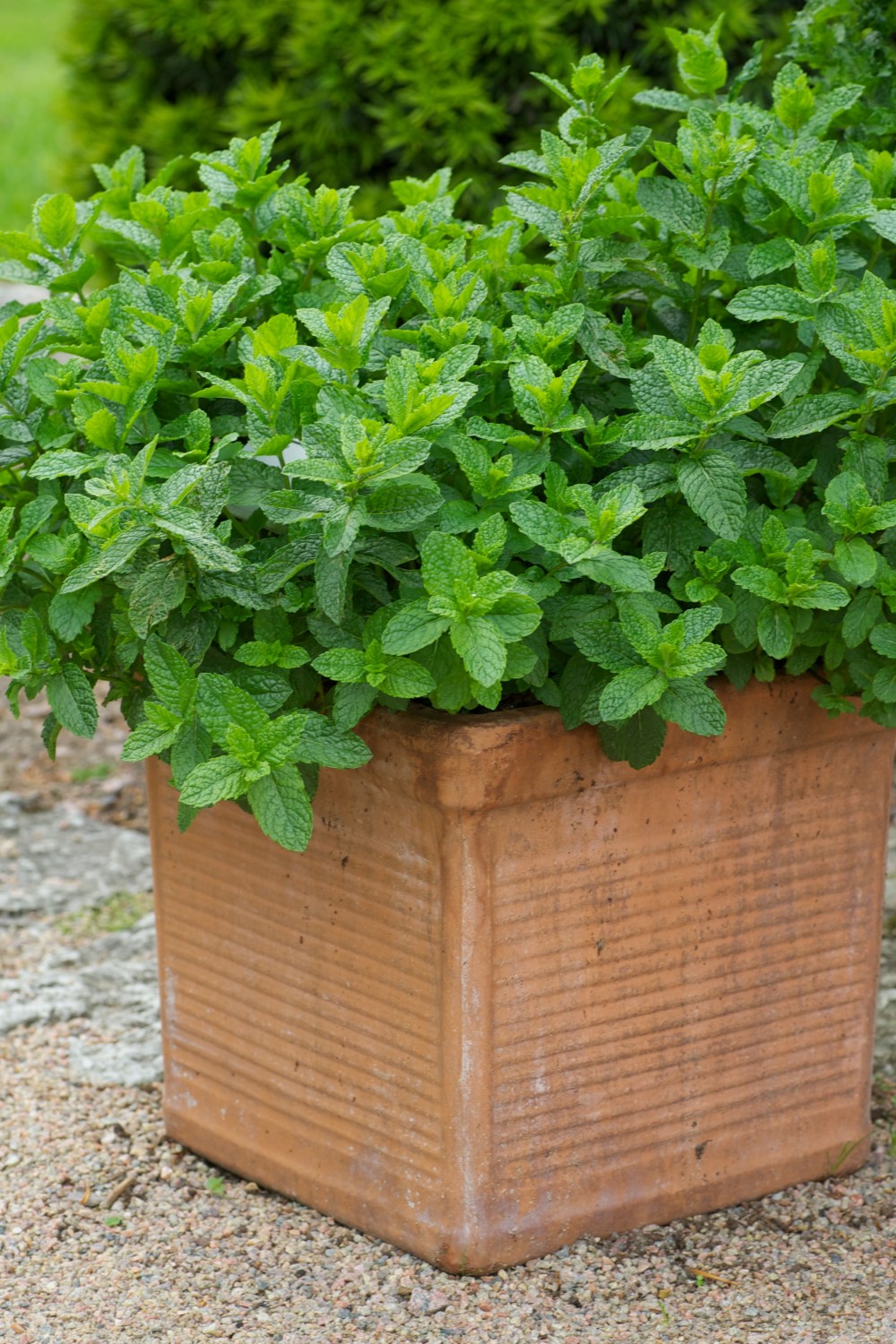 Mynta – både doft- och smakfavorit!