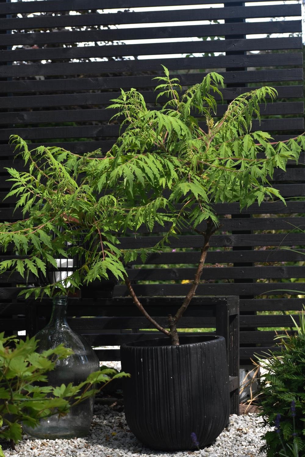 Träd och buskar i kruka