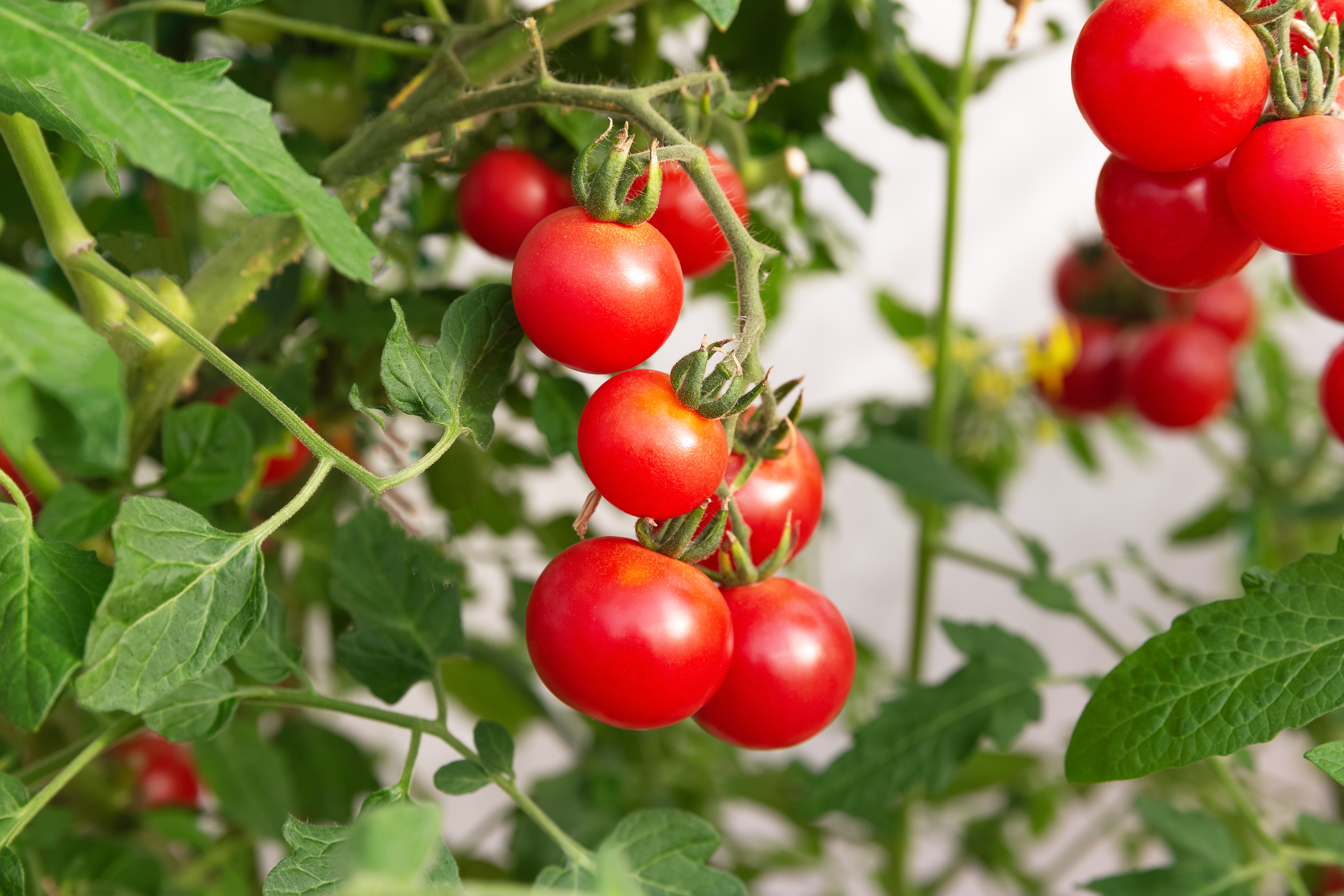 Odla tomater och sköt om din odling | Blomsterlandet