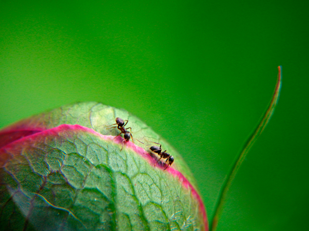 Bekämpning av myror