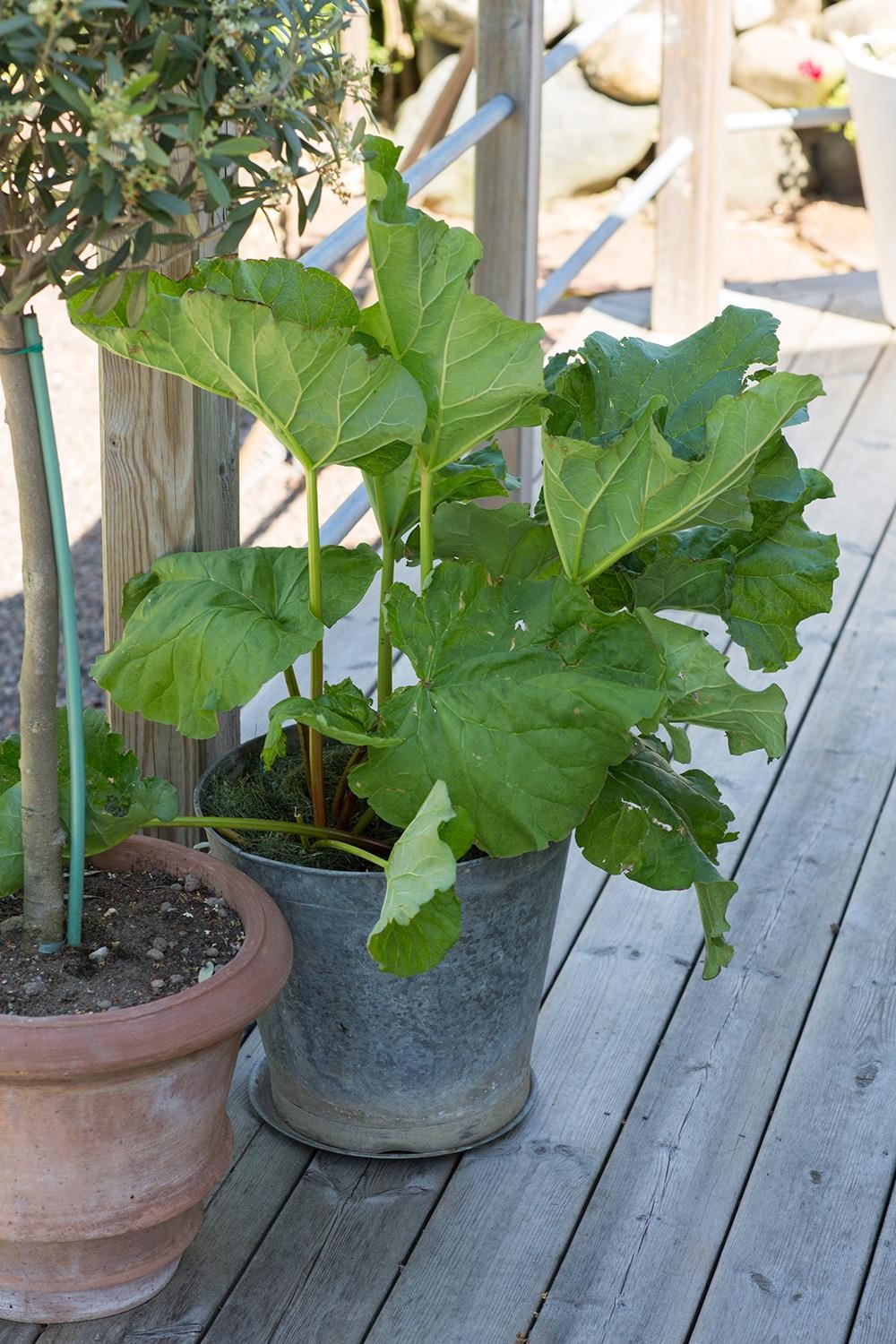 Busenkelt att odla rabarber i kruka
