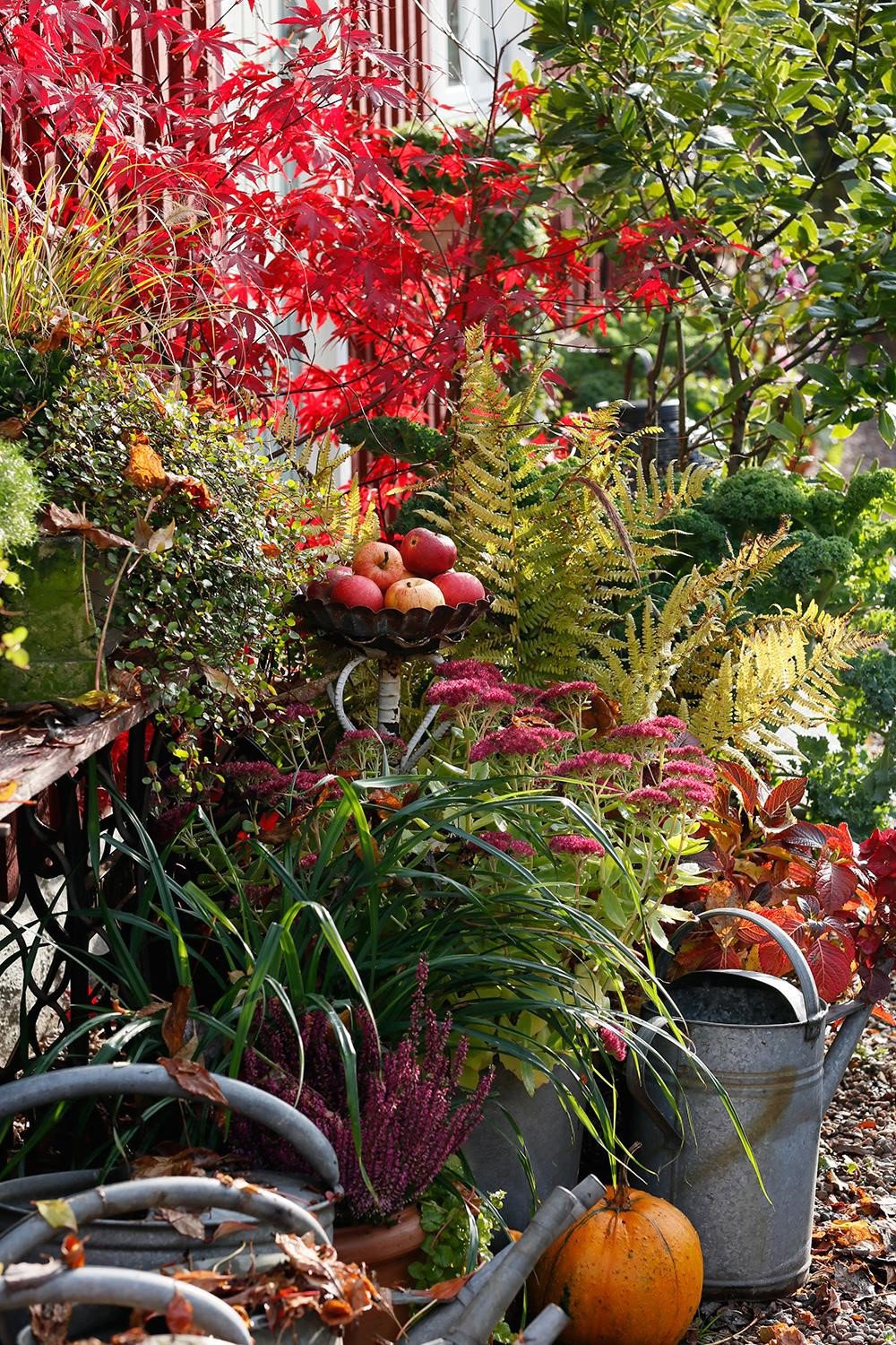 Träd och buskar i kruka