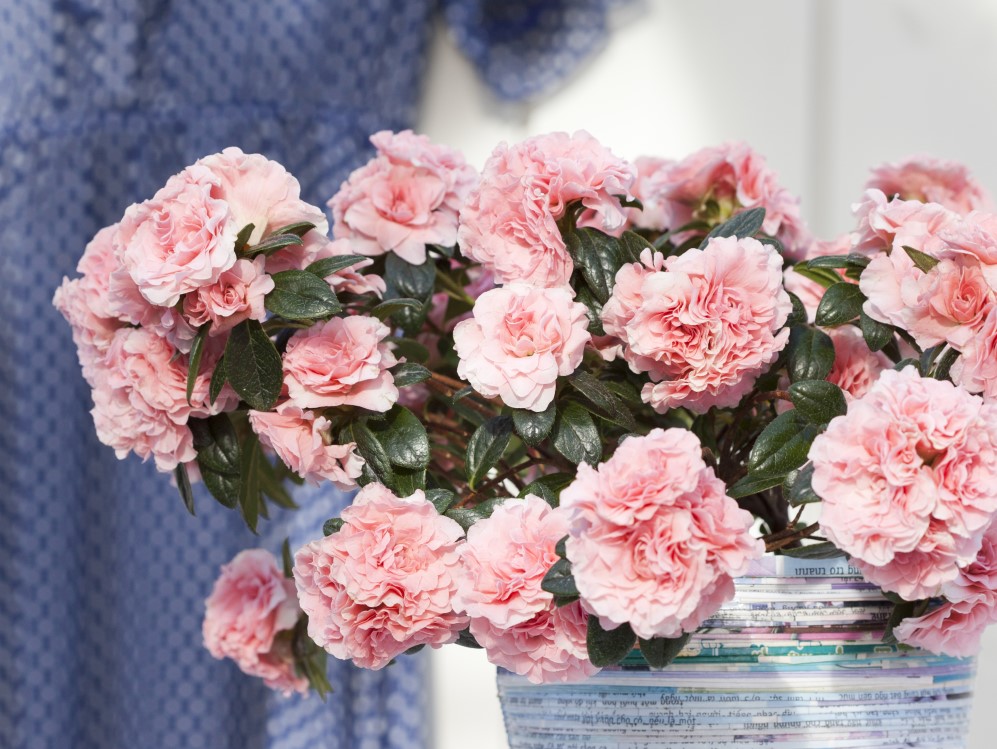 Azalea Aiko - kameliablommande vårazalea