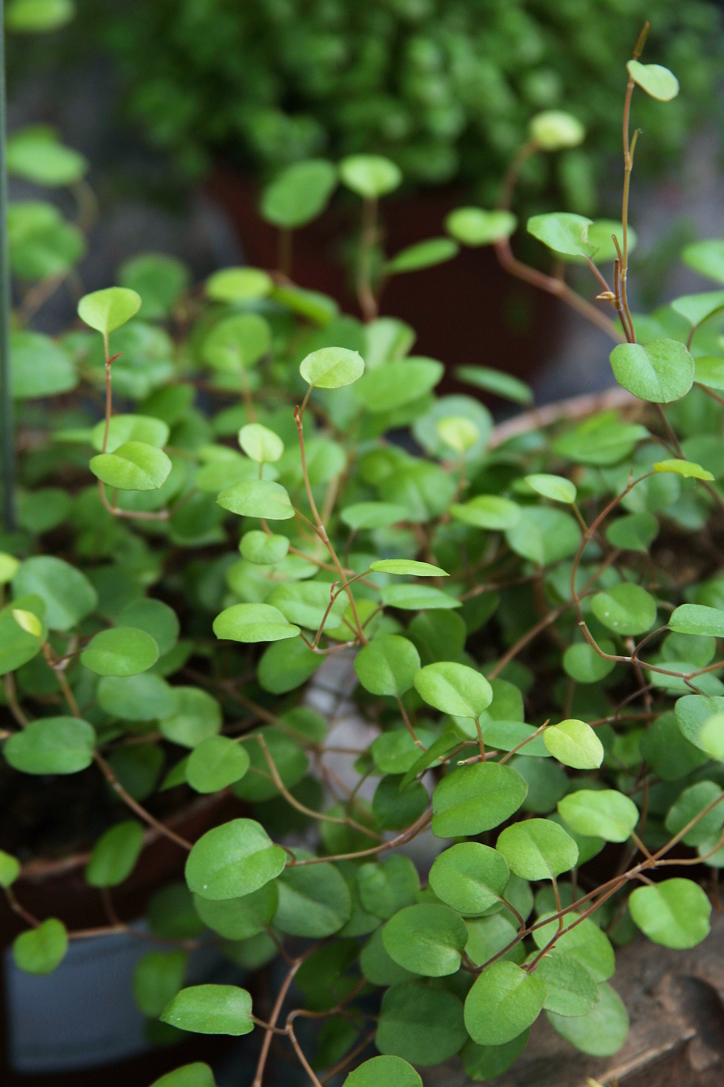 Rankor – sköna och görna växt rankor | Blomsterlandet