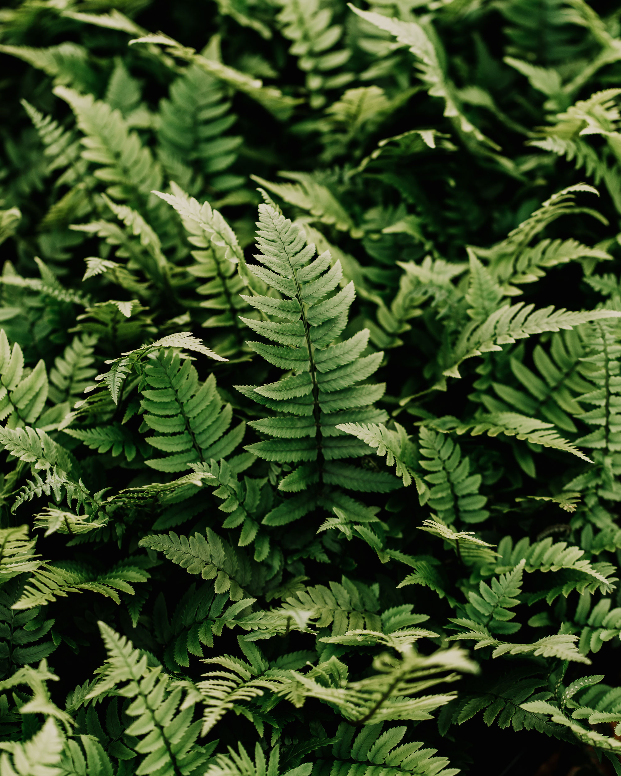 Årets perenn 2026: Lurvbräken, Dryopteris cycadina