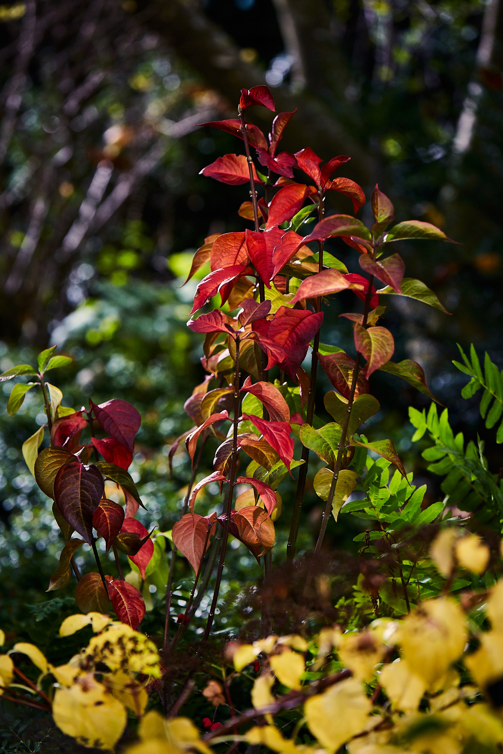 Benved - buske med många variationer