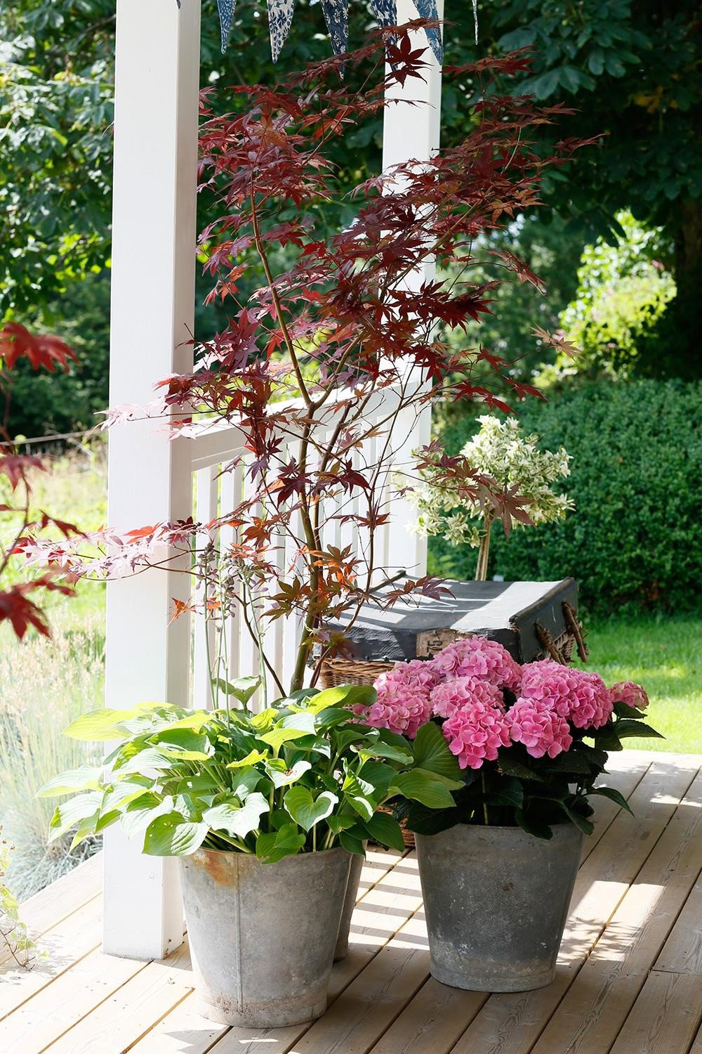 Träd och buskar i kruka