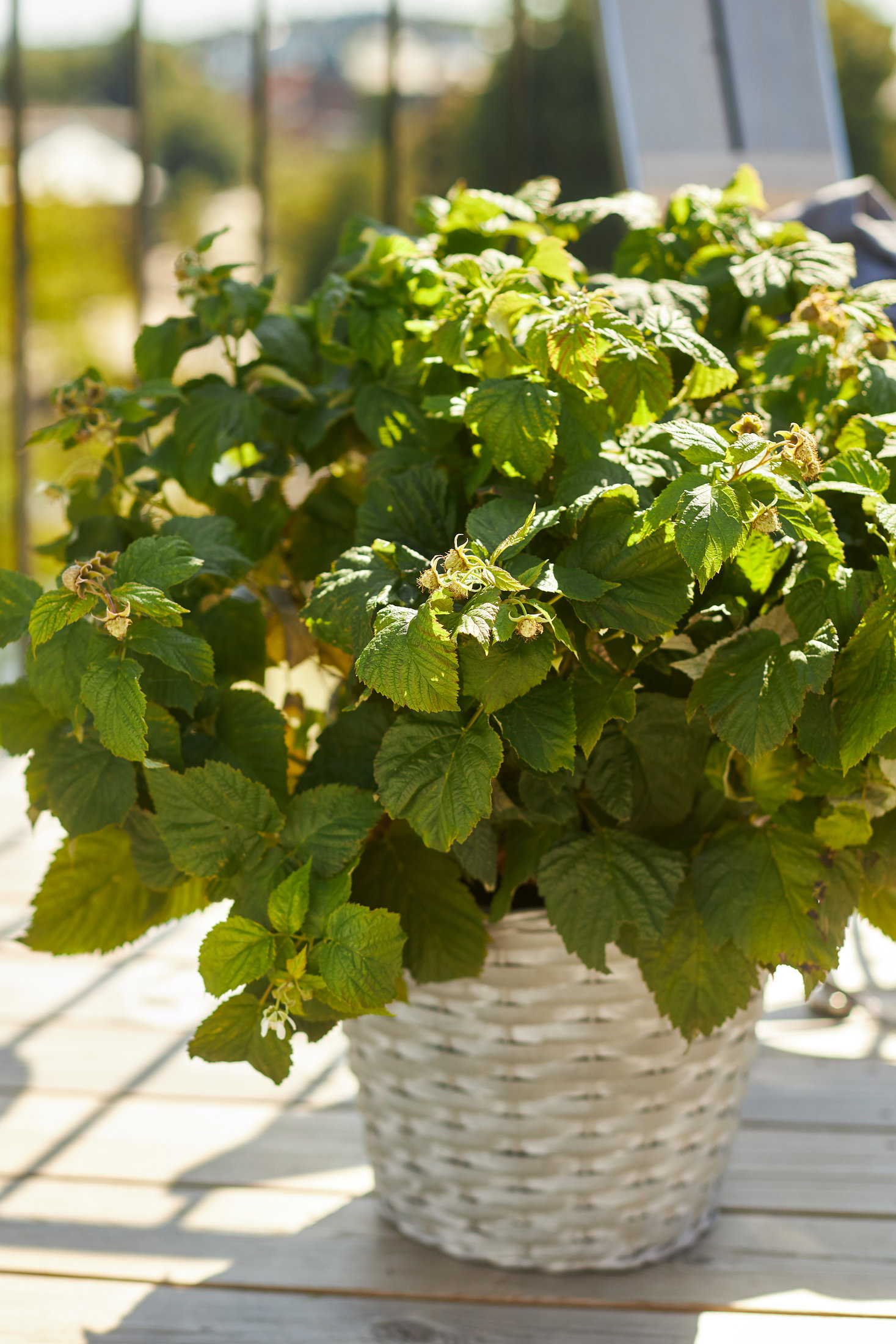 Träd och buskar i kruka
