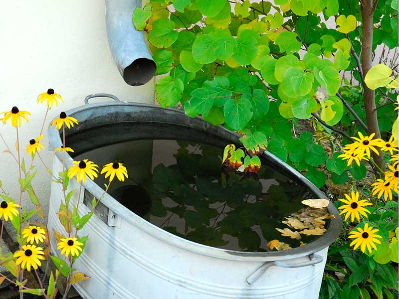 Bästa tipsen för att samla regnvatten