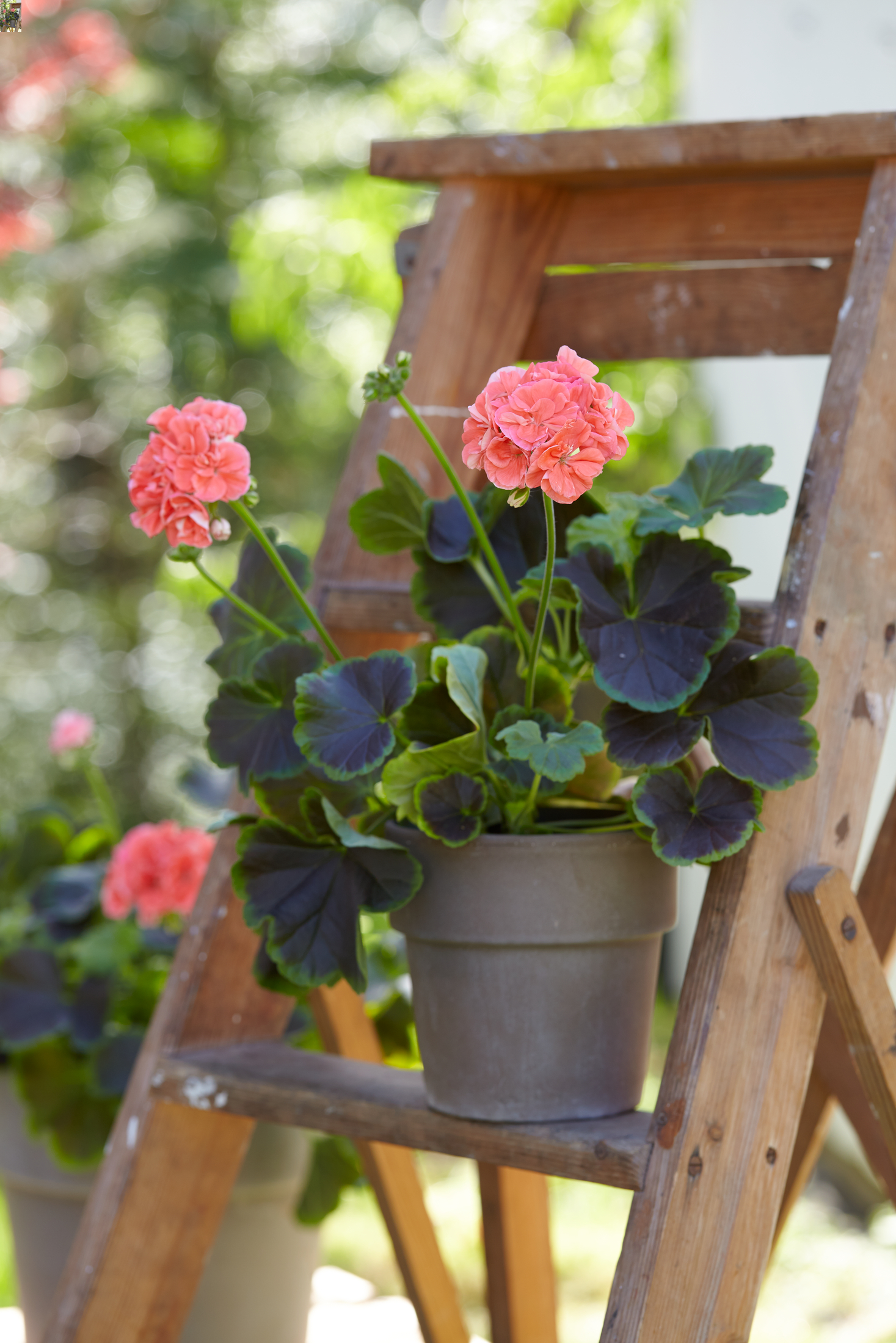 Årets pelargon genom tiderna