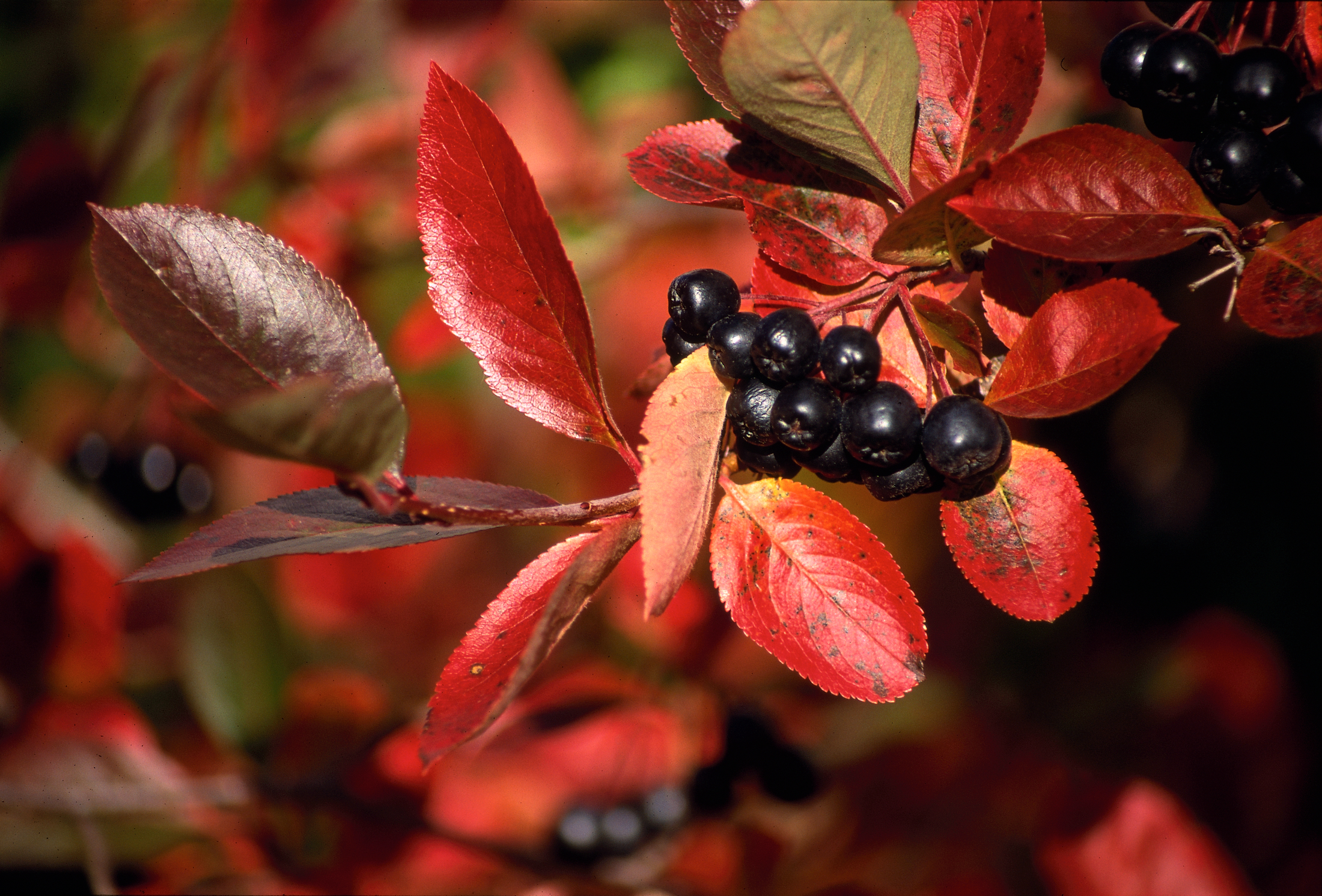 Havtorn - en vitaminbomb på buske | Blomsterlandet
