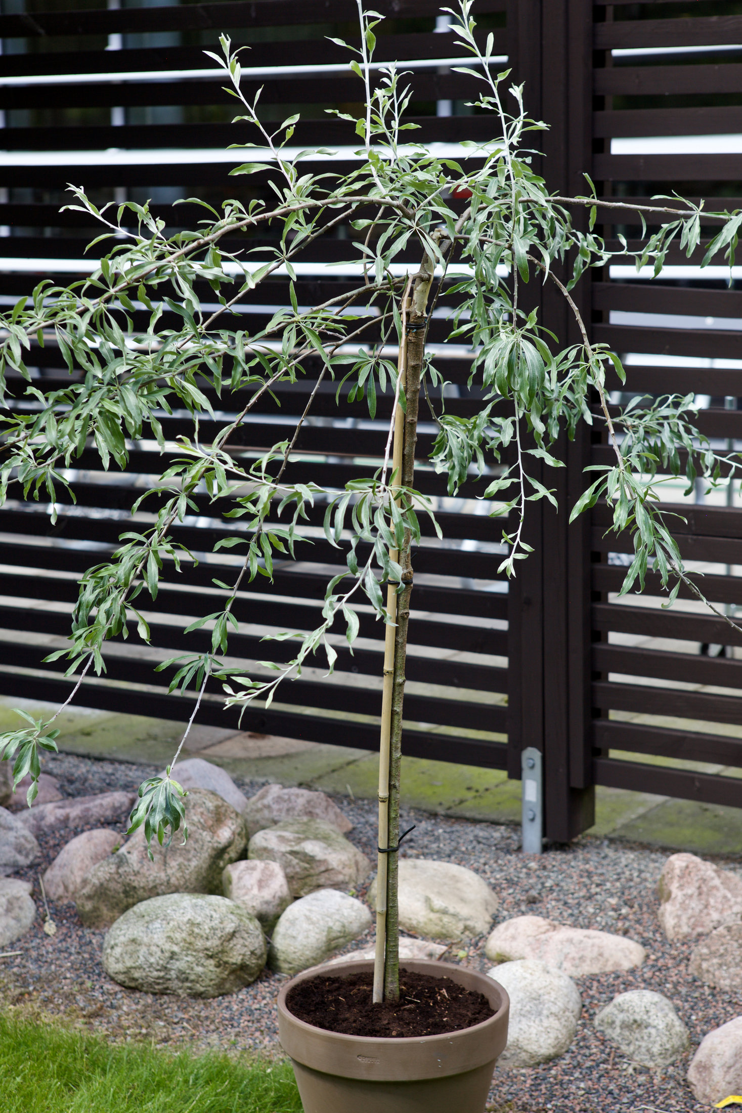 Träd och buskar i kruka