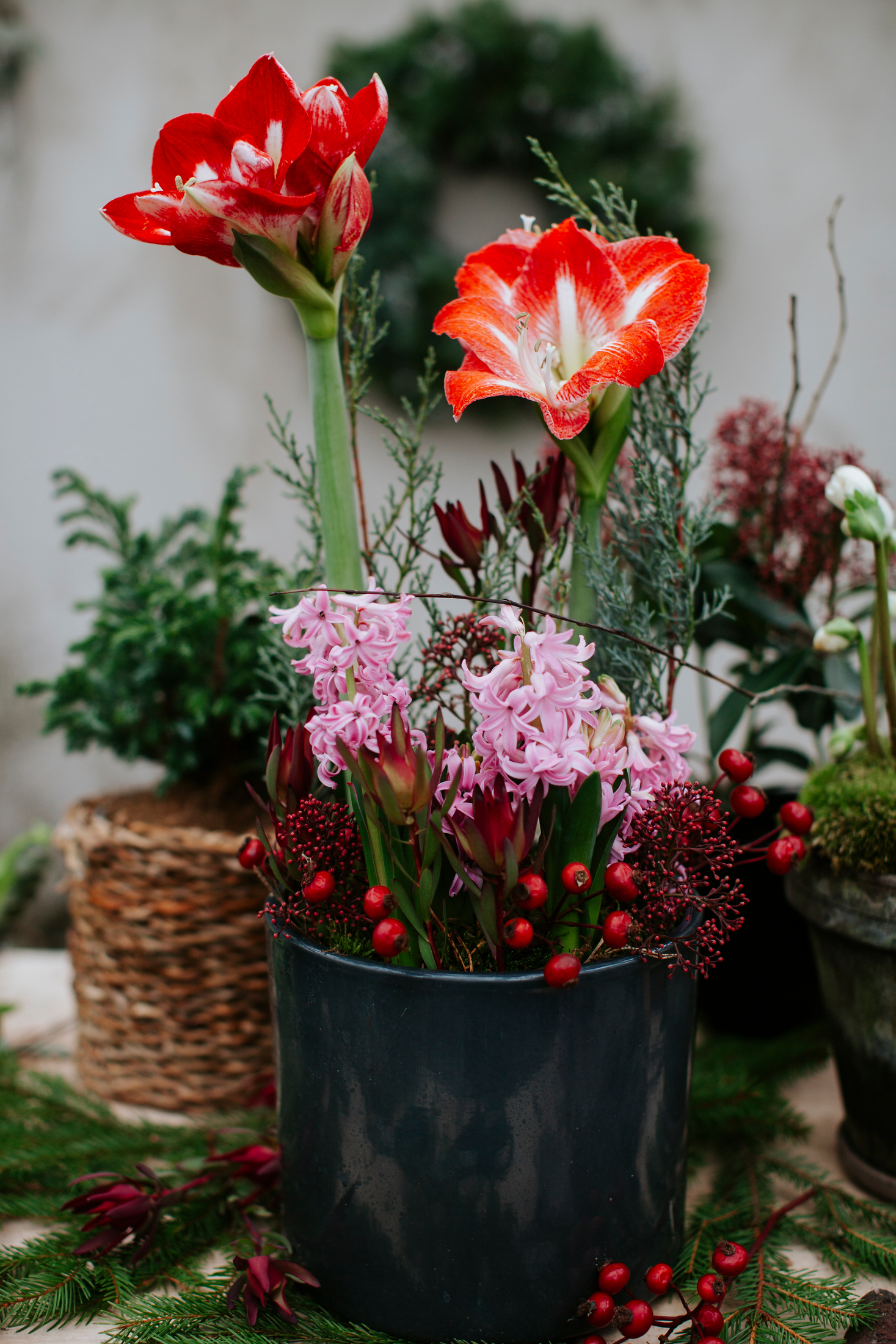 Gör egen julgrupp med amaryllis och hyacint | Blomsterlandet