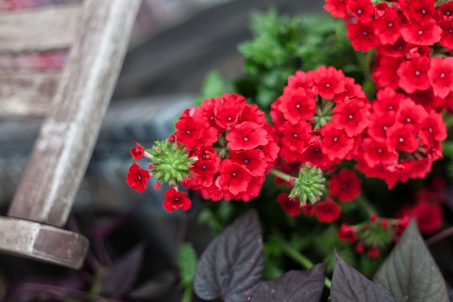 Trädgårdsverbena 'Vanessa Compact Red'