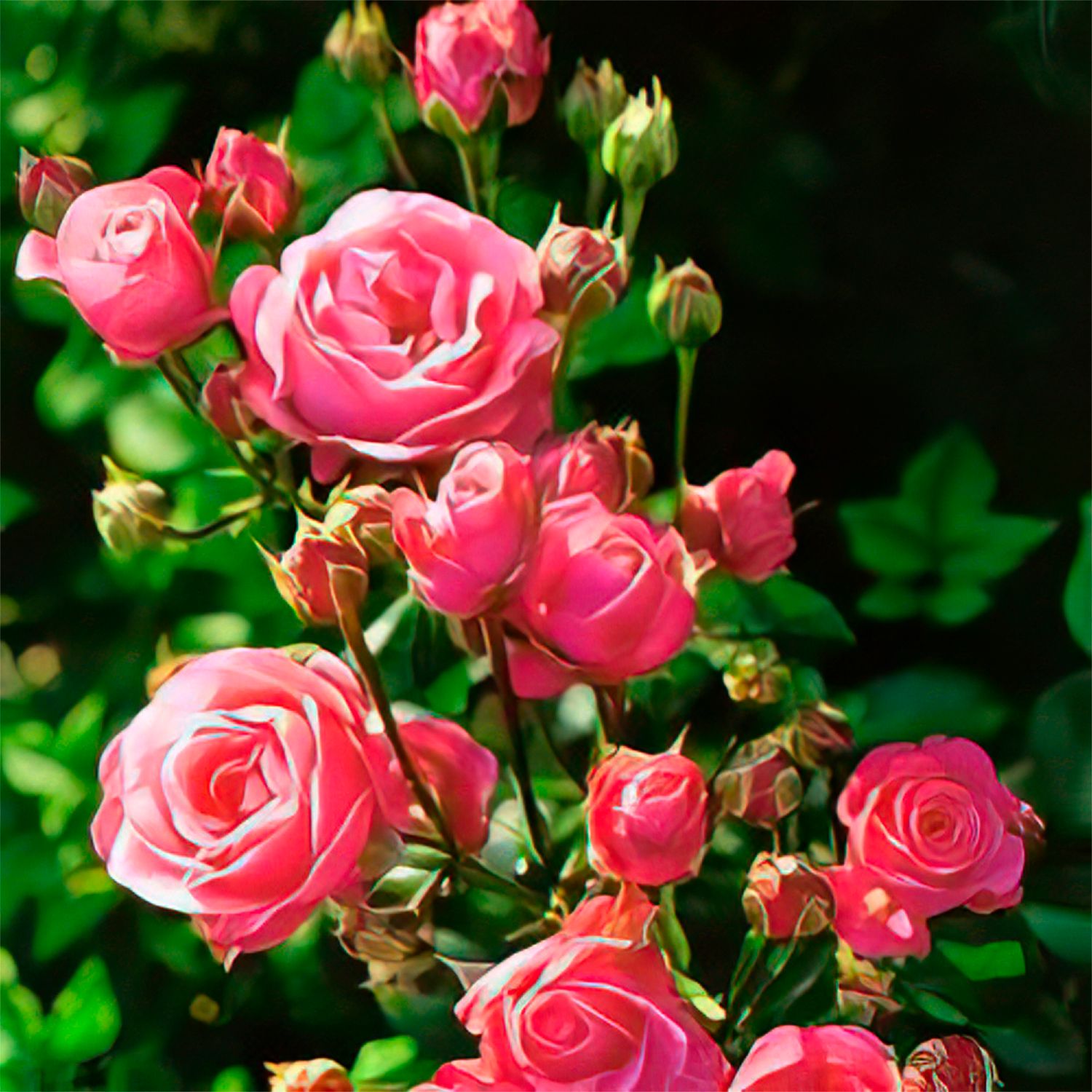 Floribundaros BELLA ROSA