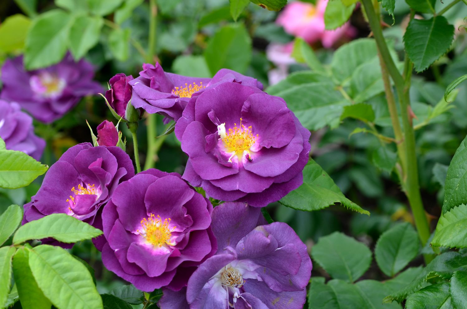 Modern buskros RHAPSODY IN BLUE