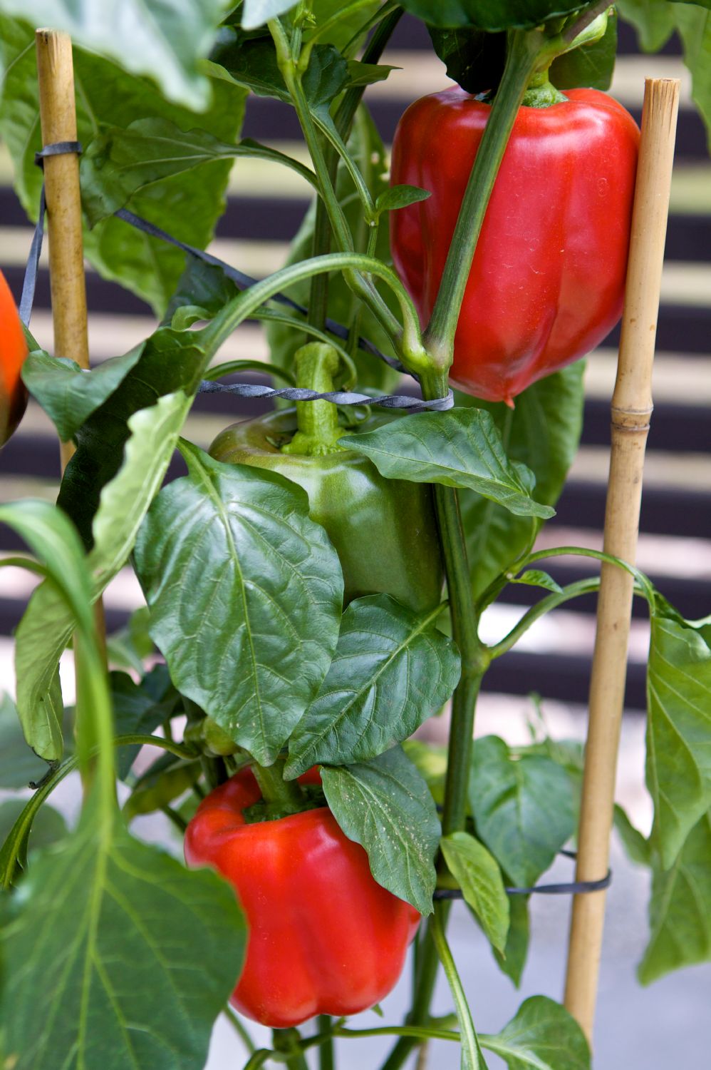 Paprika, röd