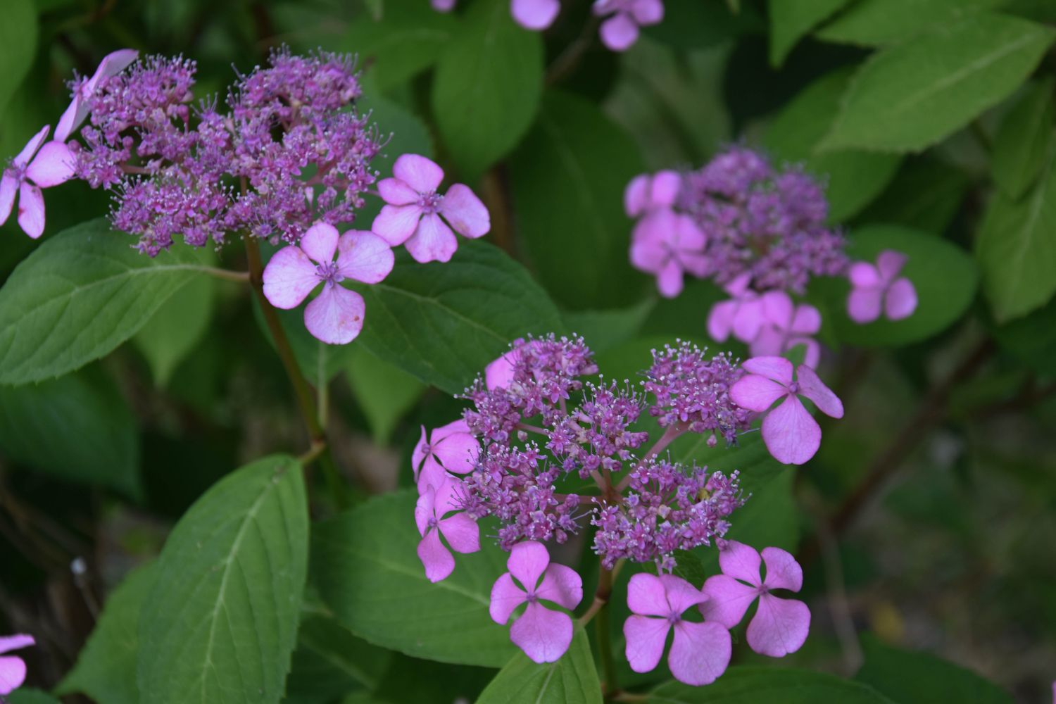 Purpurhortensia 'Bluebird'