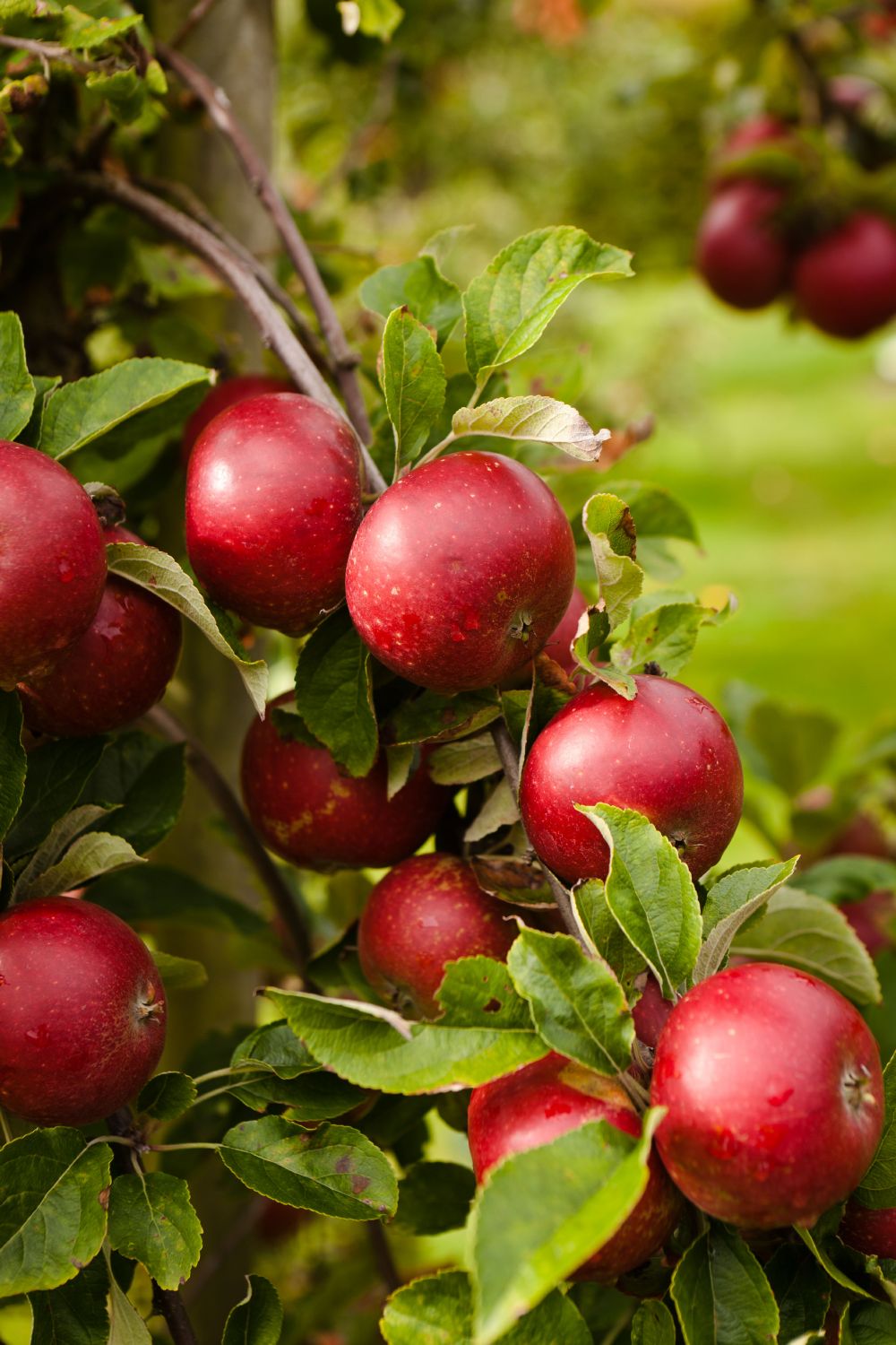 Äppleträd 'Ingrid Marie'