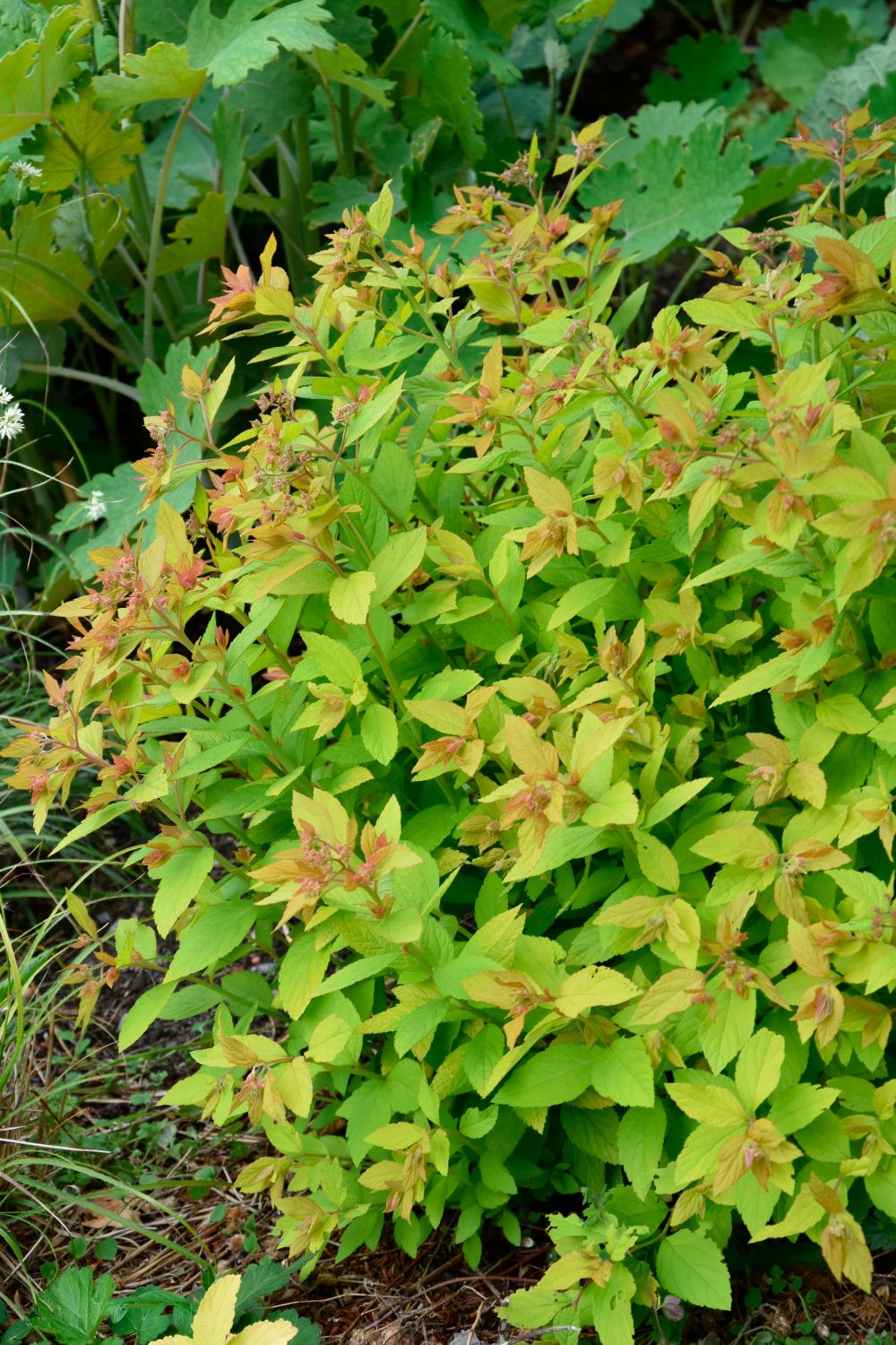 Praktspirea Golden Princess ('Lisp')