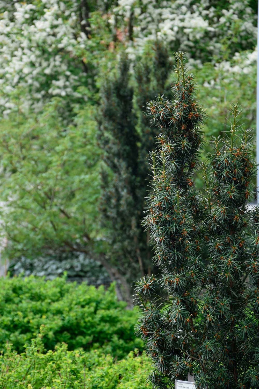 Idegran 'Columna Suecica' E