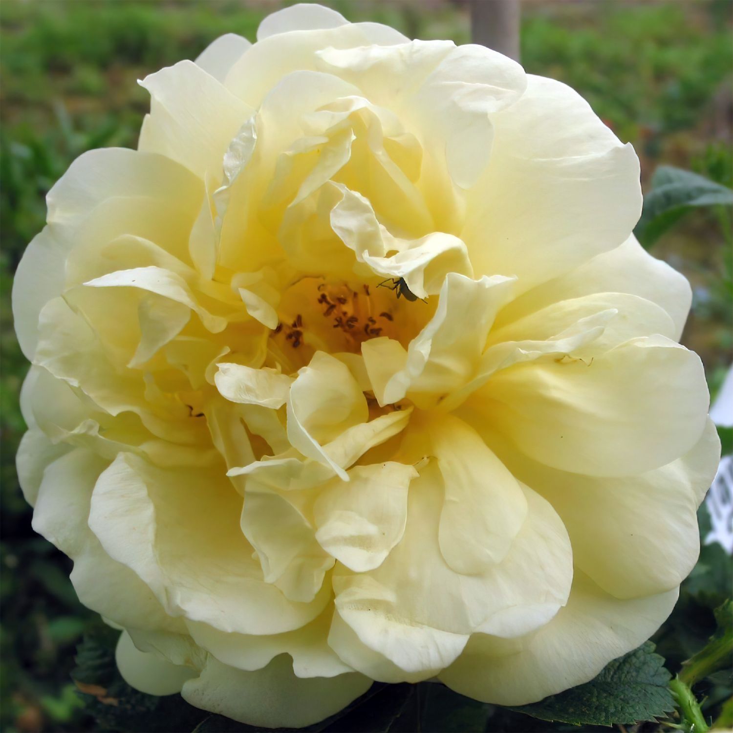 Rugosa-ros 'Agnes'