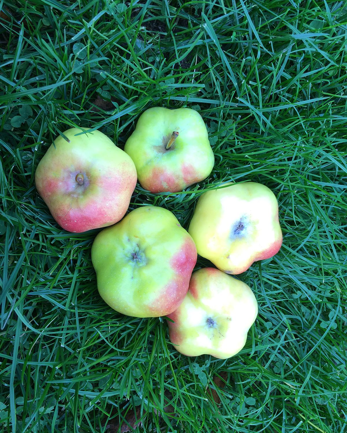 Äpple 'Apistar'