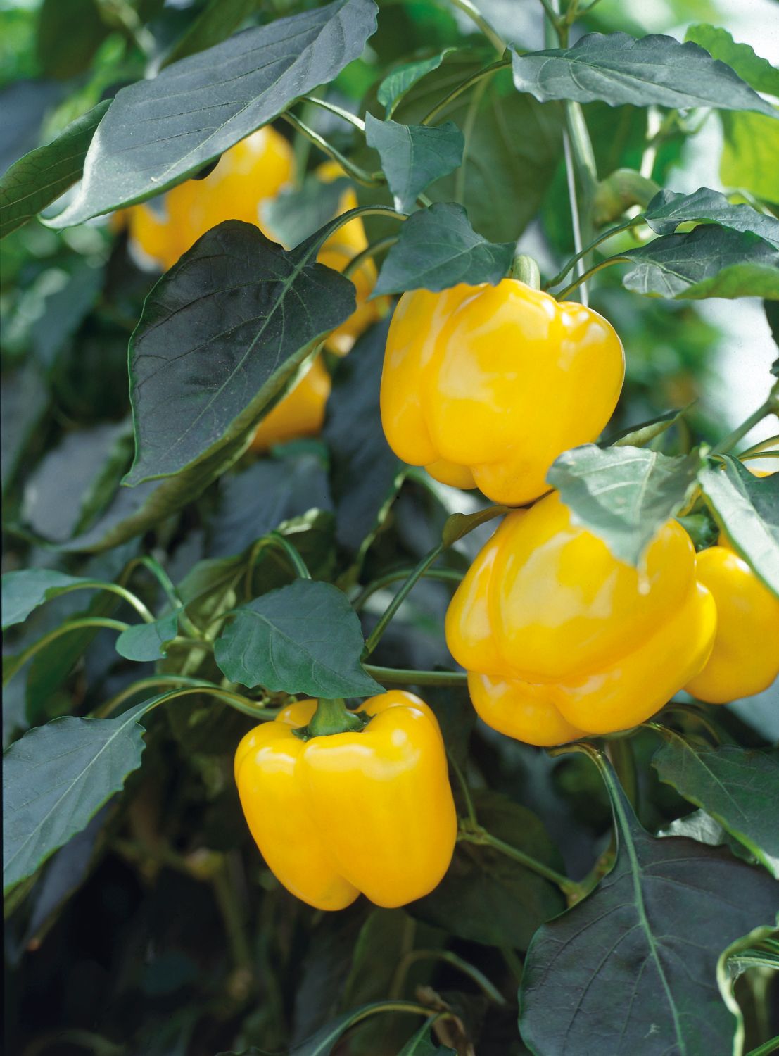 Paprika gul 'Telimera'