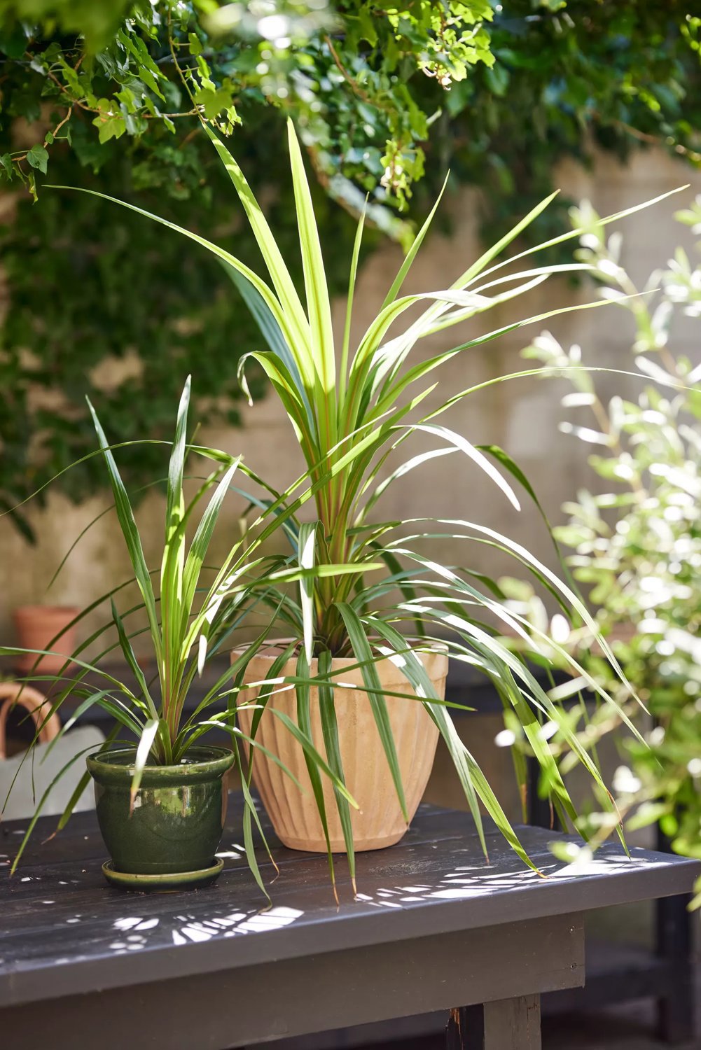 Syddracena 'Red Star' 13 cm 40-50 cm MPS