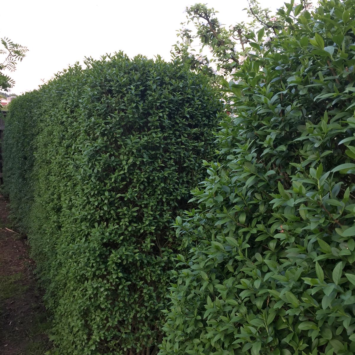 Vinterliguster 'Atrovirens' 10-pack 10 st 50-80 cm