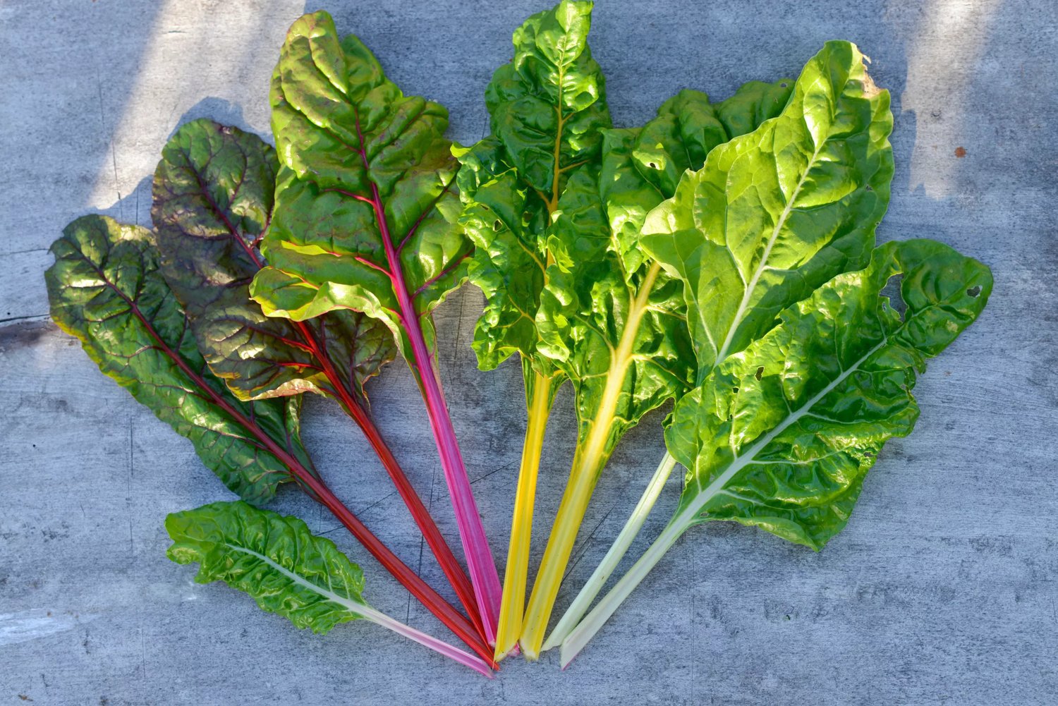 Mangold 'Fireworks' EU-Organic