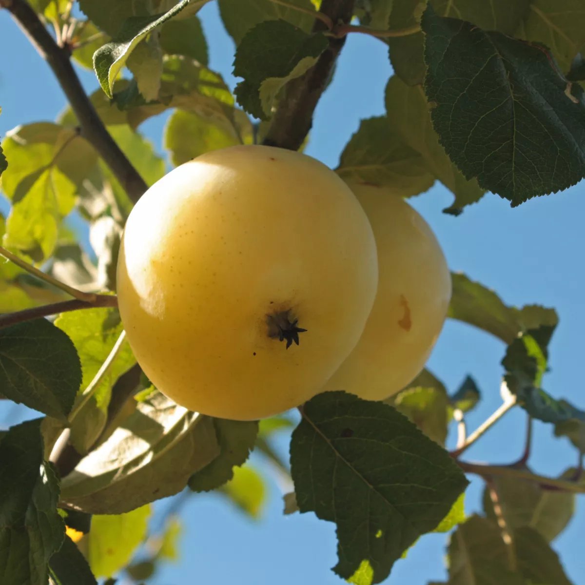 Äppleträd 'Stenbock' A2 2-3 års träd 140-160 cm