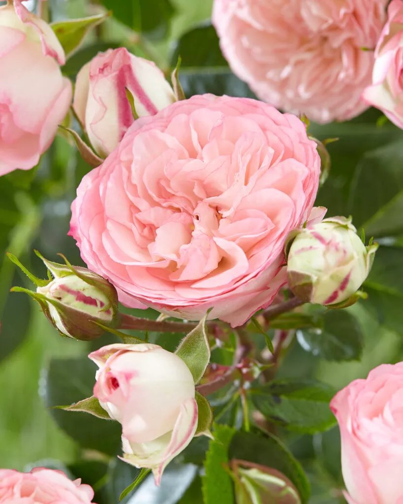 Miniatyrros MINI EDEN ROSE 4 liter