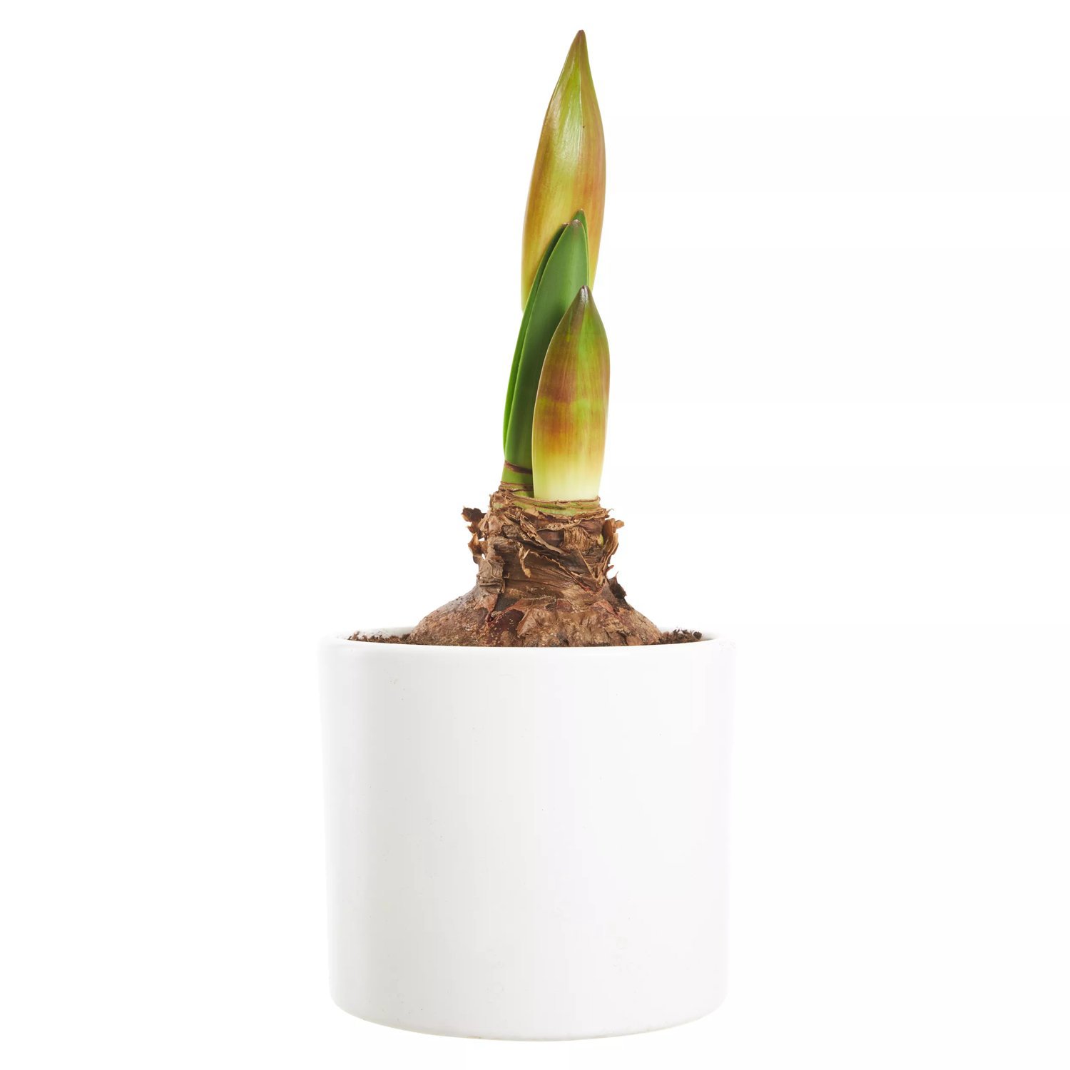 Amaryllis 'Andes Sunshine' 13 cm 10-15 cm Svenskt Sigill/Från Sverige