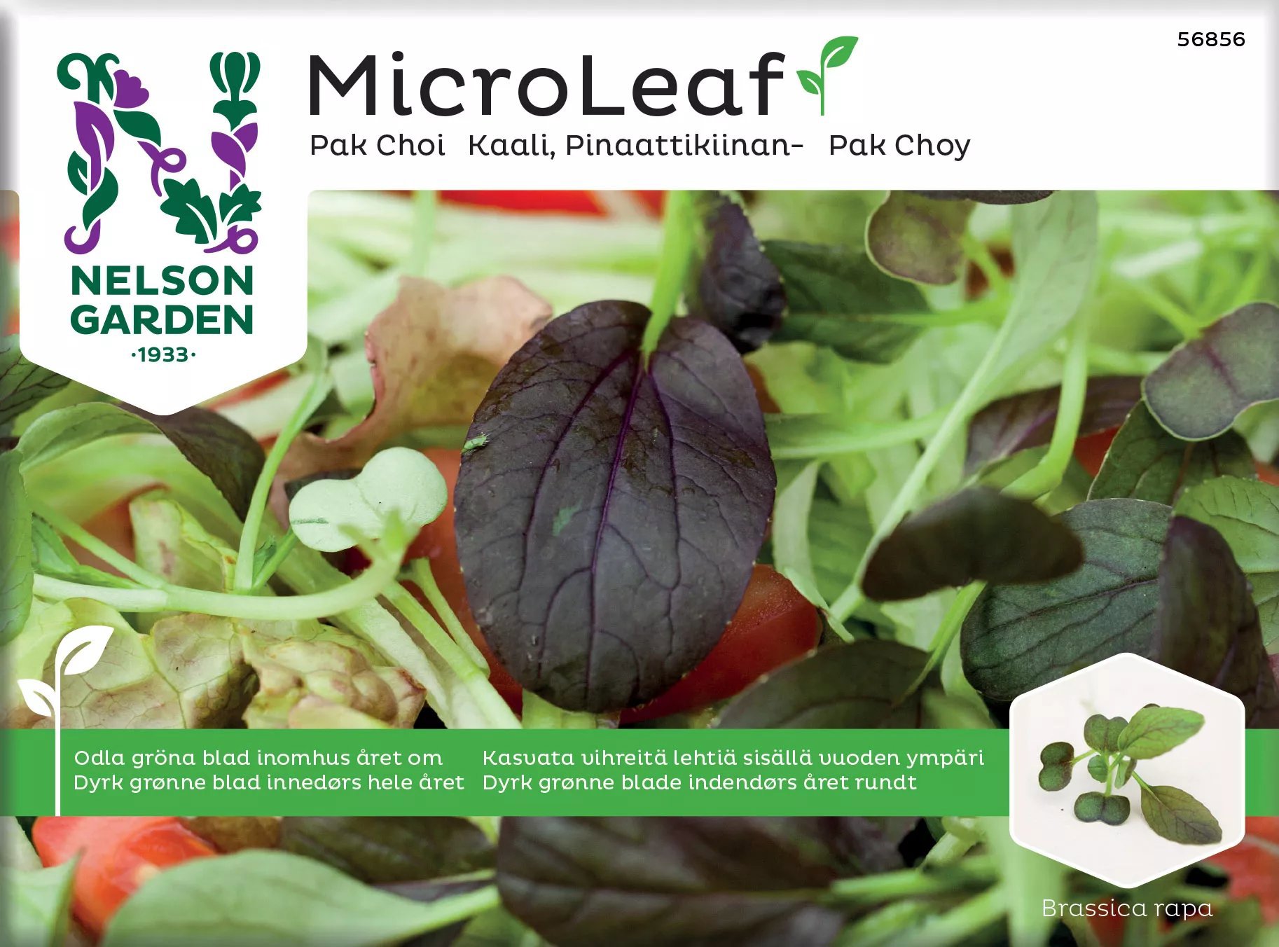 Micro Leaf Pak Choi 'Red Wizard'