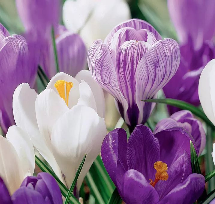 Lökmix Krokus Delft Blue Blend 25 st