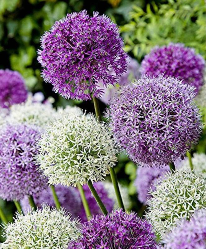 Lökmix Allium Mixed 8 st