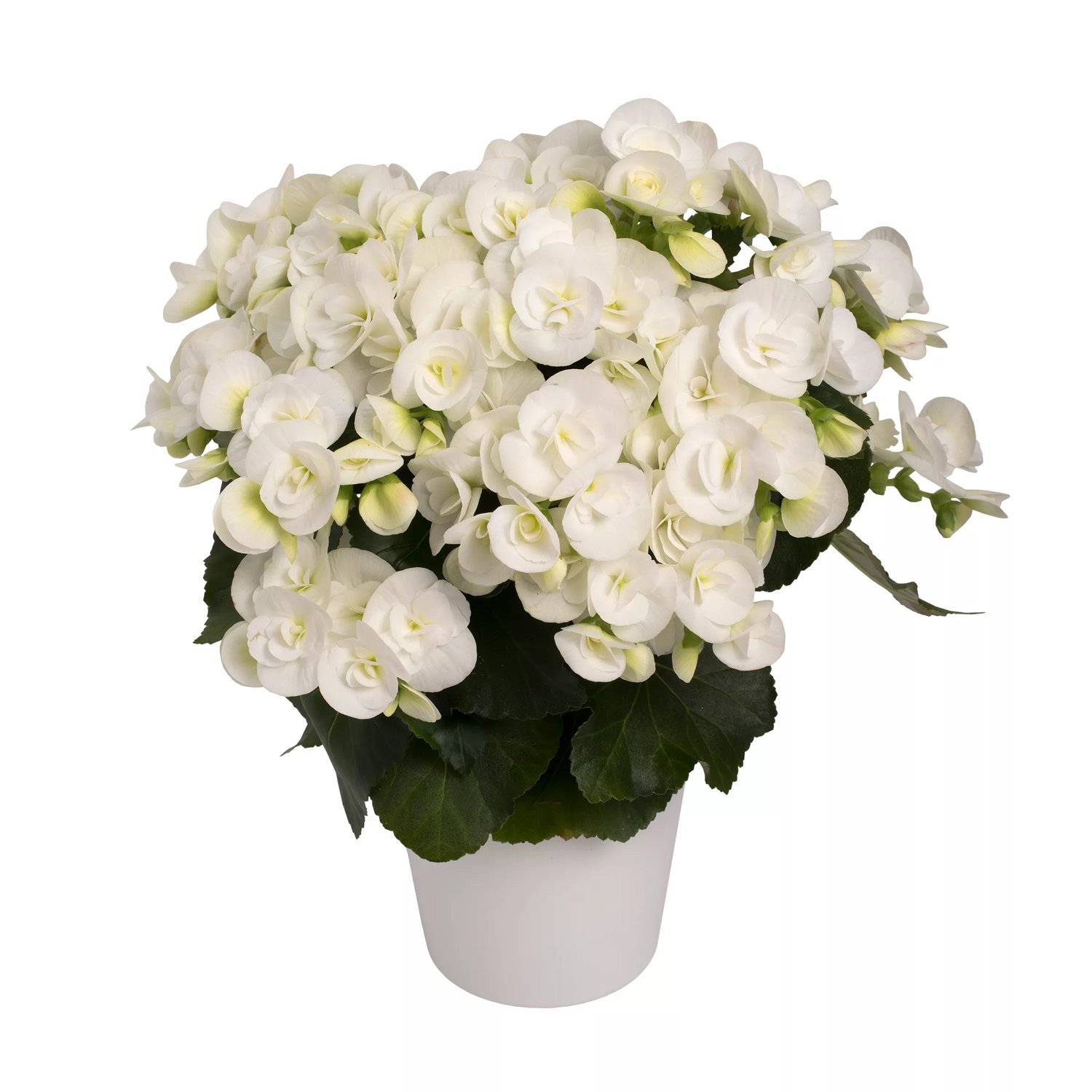 Begonia 'White Netja' 12 cm 20-25 cm Från Sverige