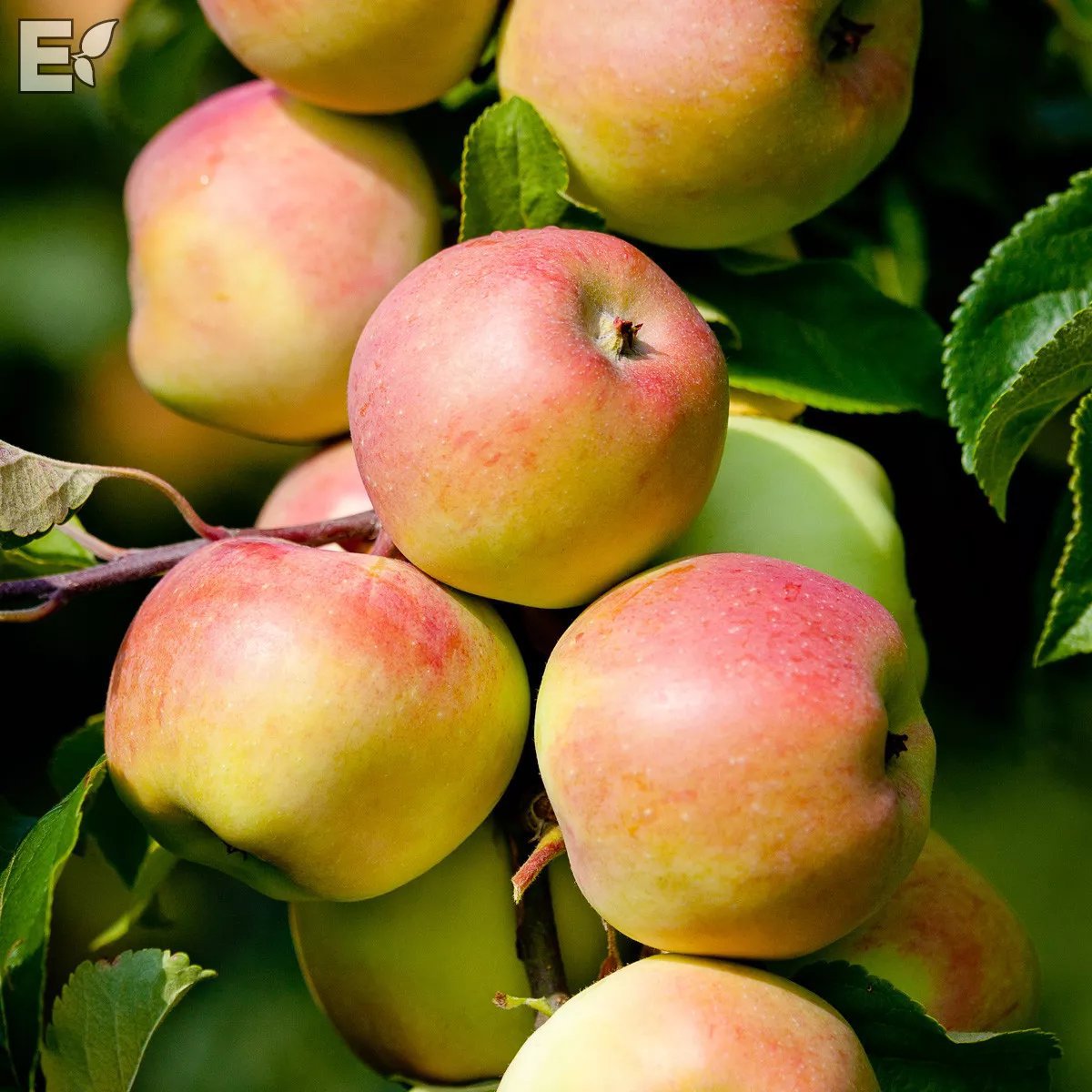 Äppleträd TRULSA A2 3-4 års träd 220-270 cm E-planta