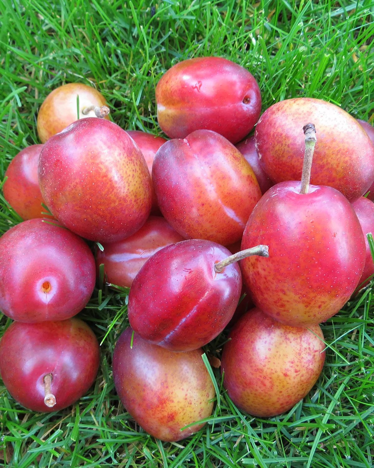 Plommon 'Victoria' St. Julien 5 liter 70-100 cm MPS