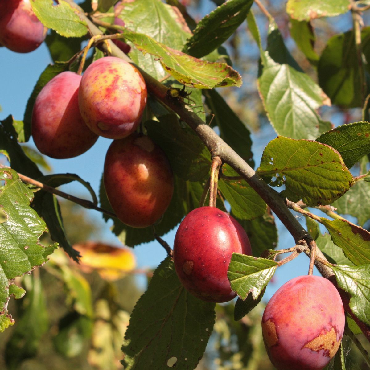 Plommon 'Victoria' St. Julien 5 liter 70-100 cm MPS