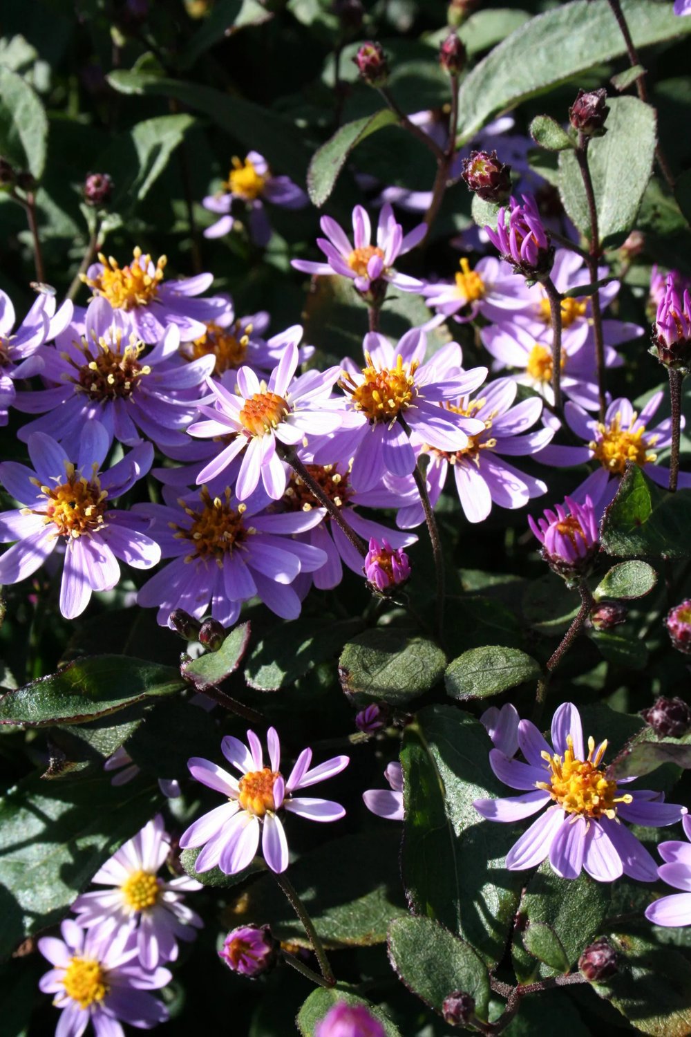 Balsamaster 'Harry Smith' 11 cm Svenskt Sigill/Från Sverige Säve Plantskola